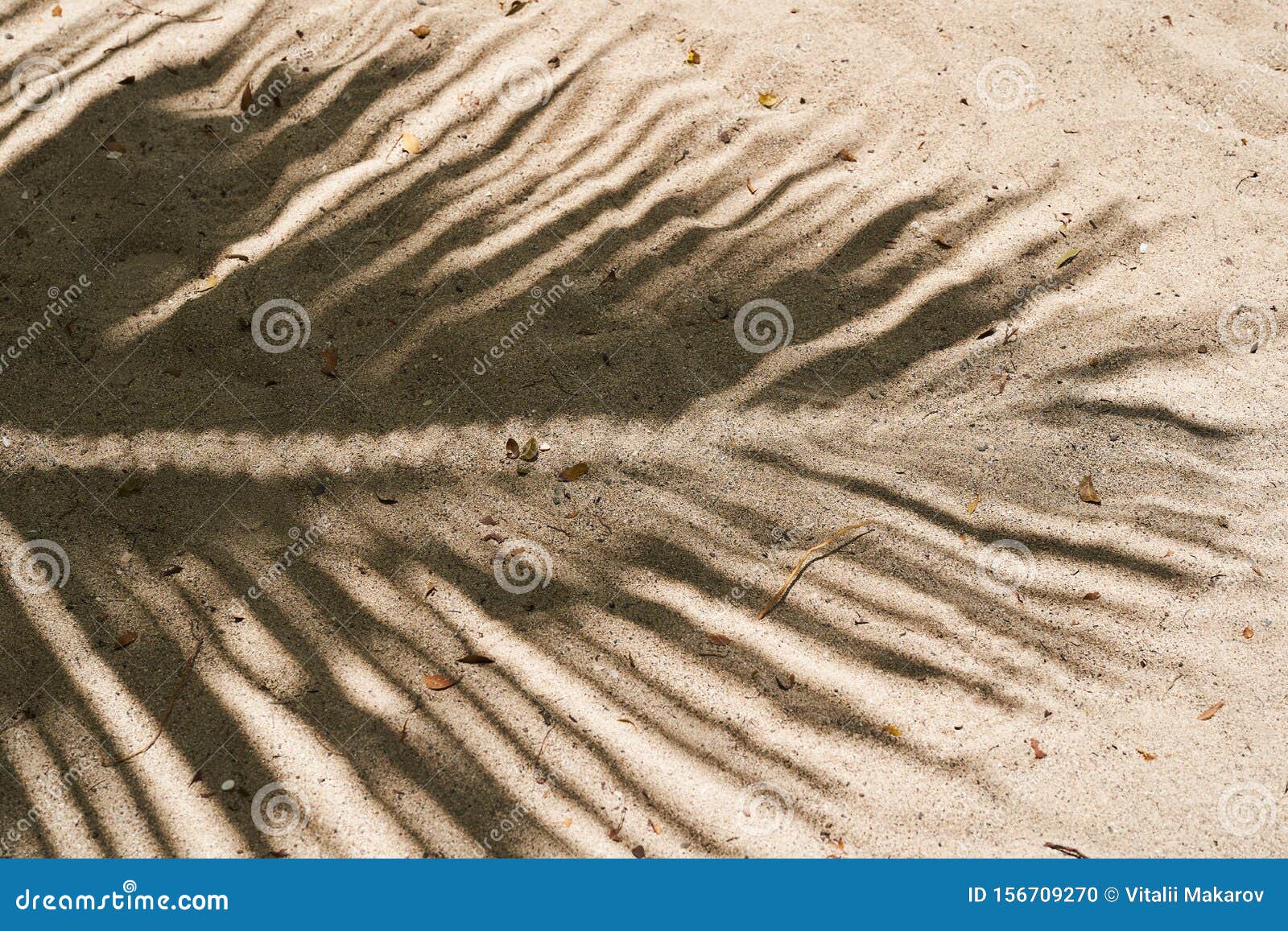 Shade from a Palm Tree Branch on a Sandy Beach Stock Photo - Image of ...