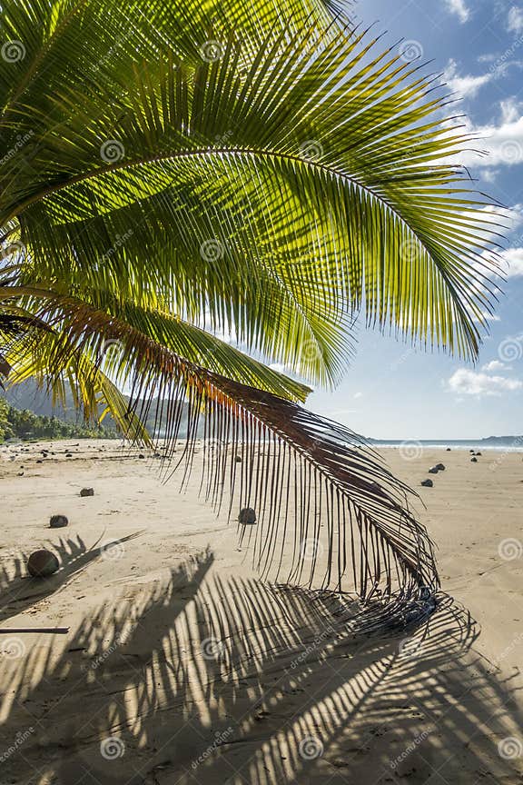 In a shade of a palm tree stock image. Image of blue - 164383505