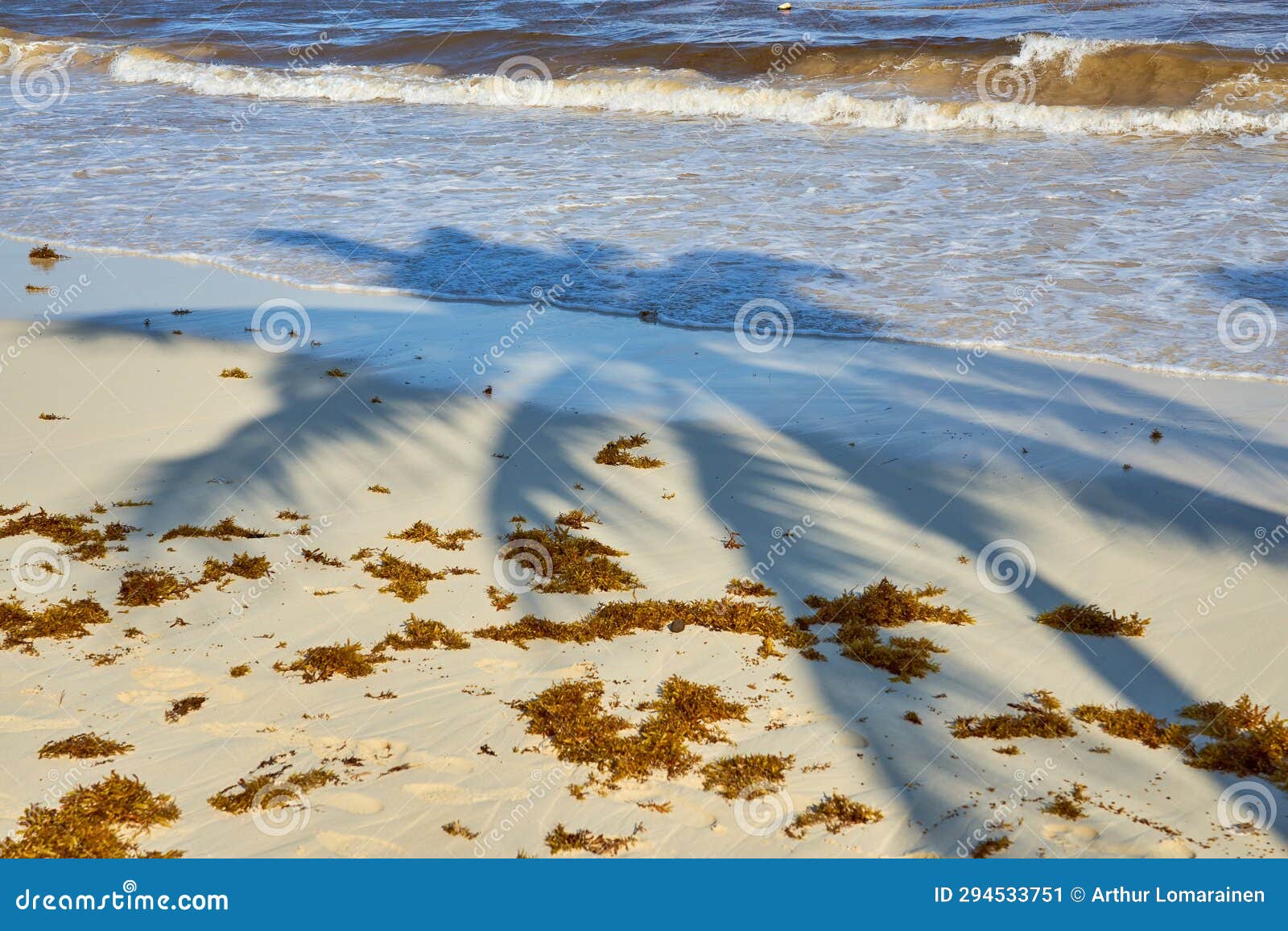 The Shade of a Palm Tree on a Tropical Beach in the Caribbean Sea in ...