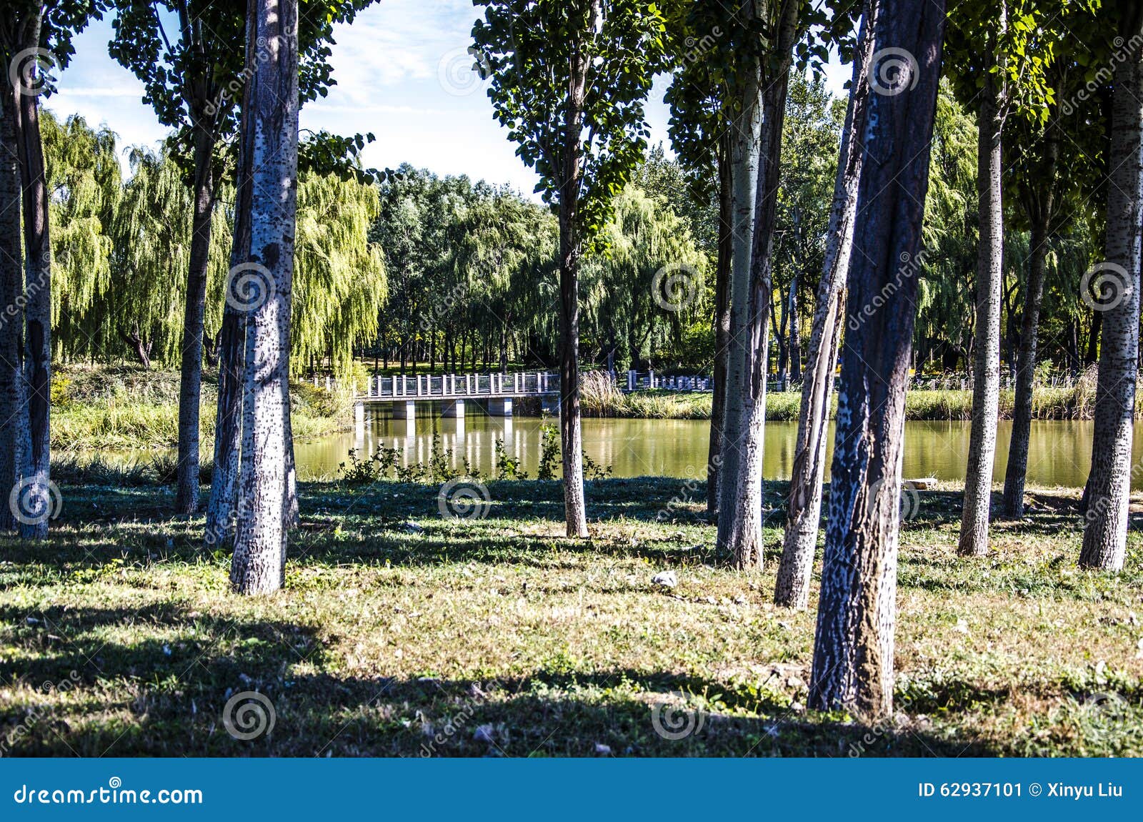 The shade of Pond side stock image. Image of summer, cool - 62937101