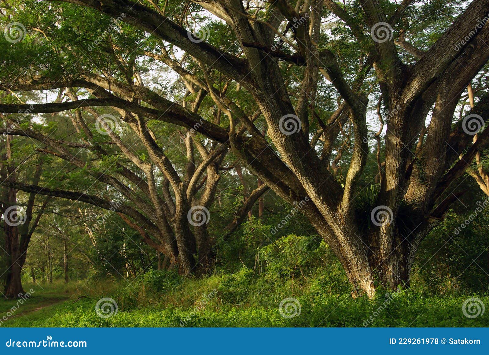 Shade of Big Tree in the Forest Stock Photo - Image of rain, landscape ...