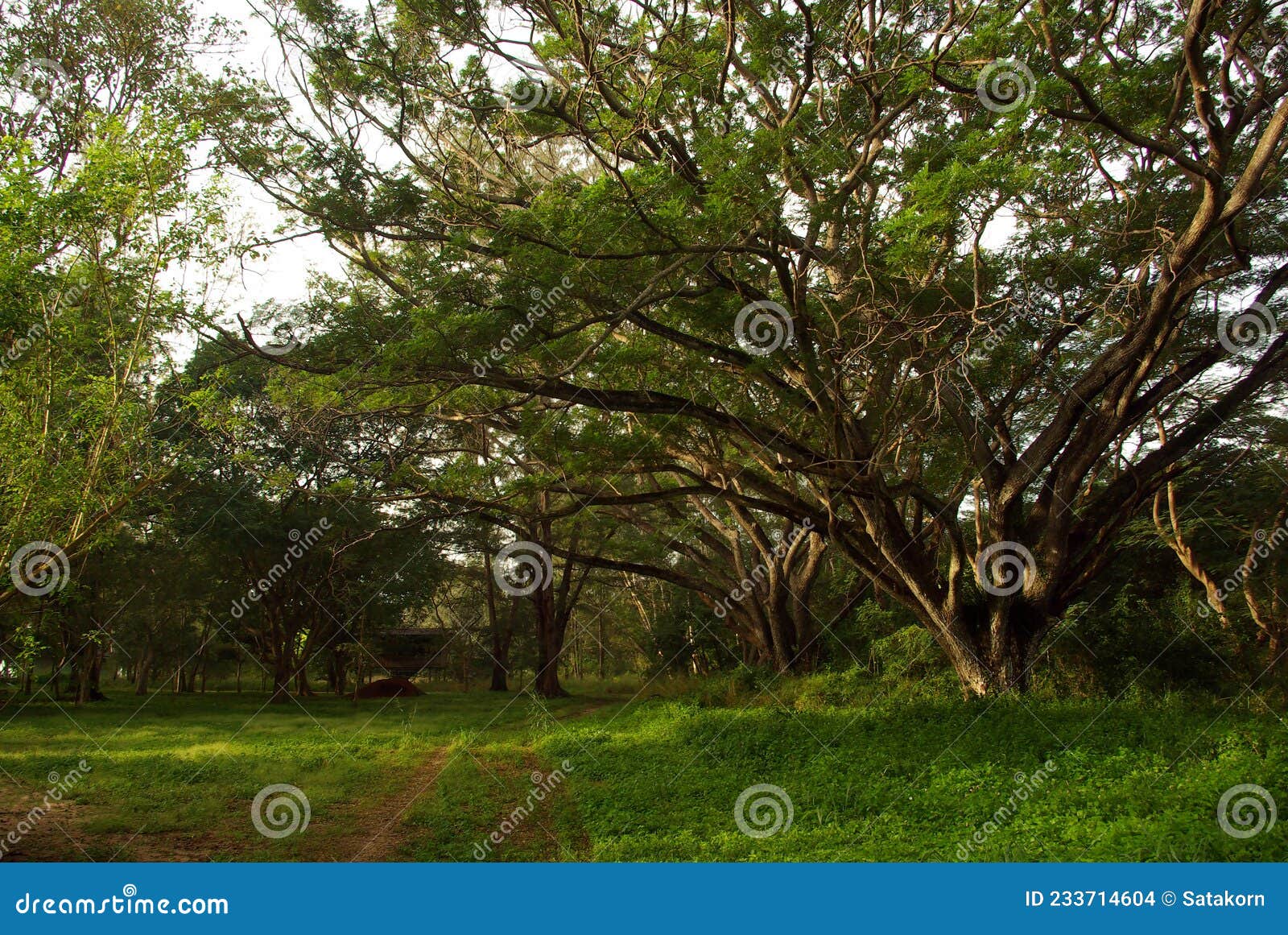 The Rain-tree Canopy Big Tree in the Forest Stock Photo - Image of ...