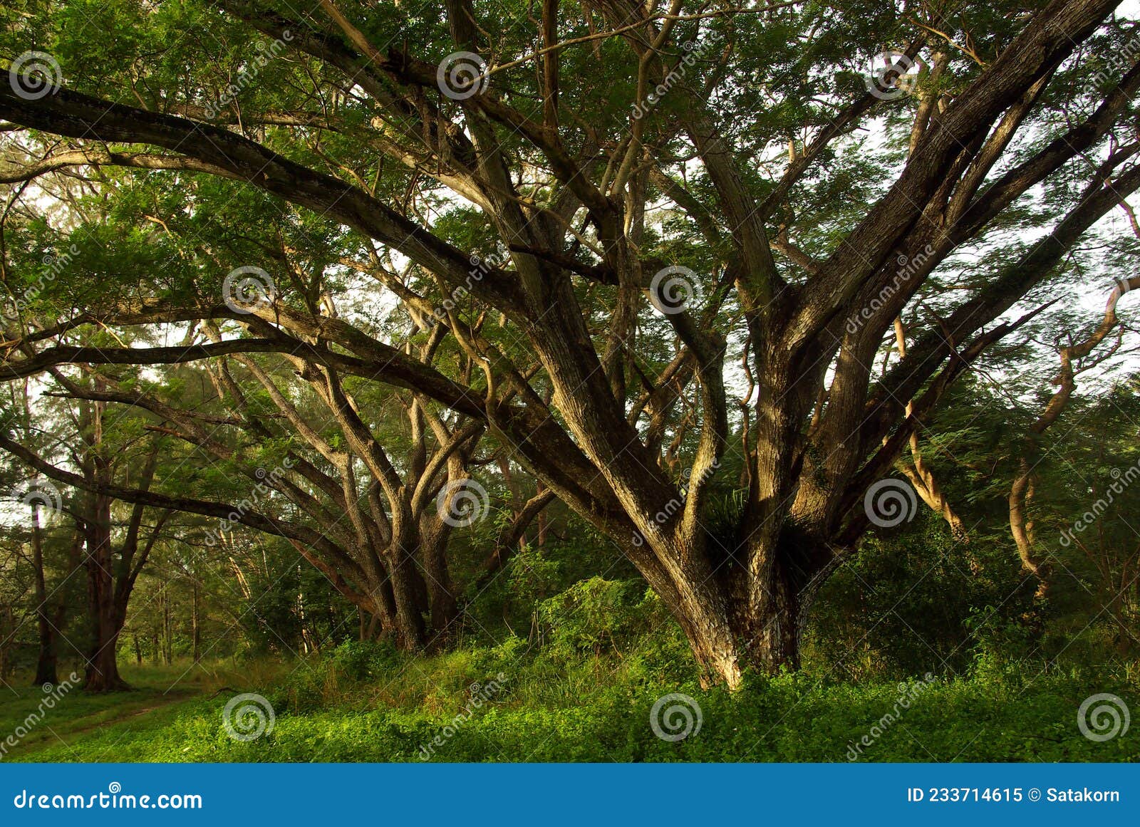 Shade of Big Tree Canopy in the Forest Stock Image - Image of ...