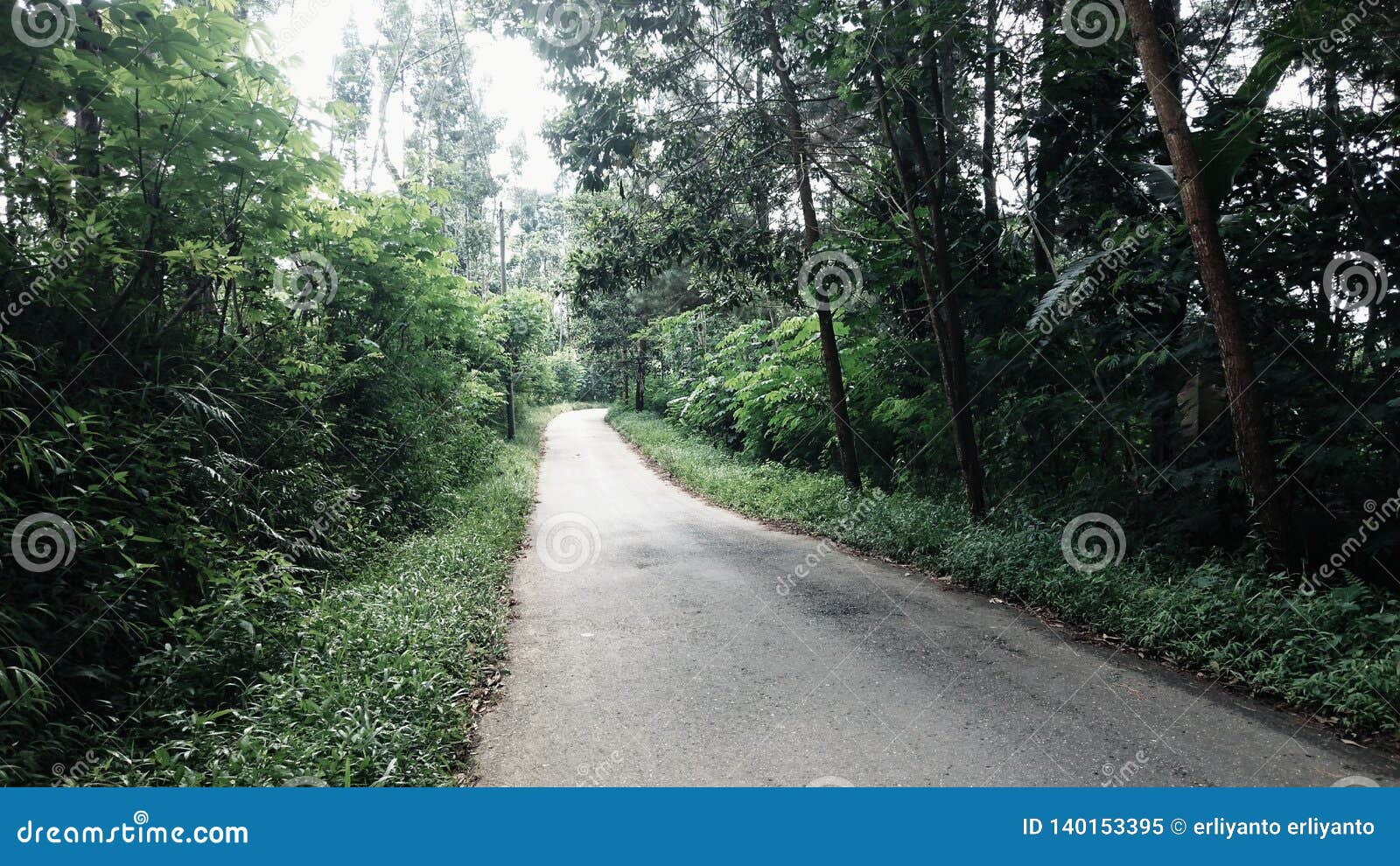 The Shade of the Road that Divides the Forest Stock Image - Image of ...