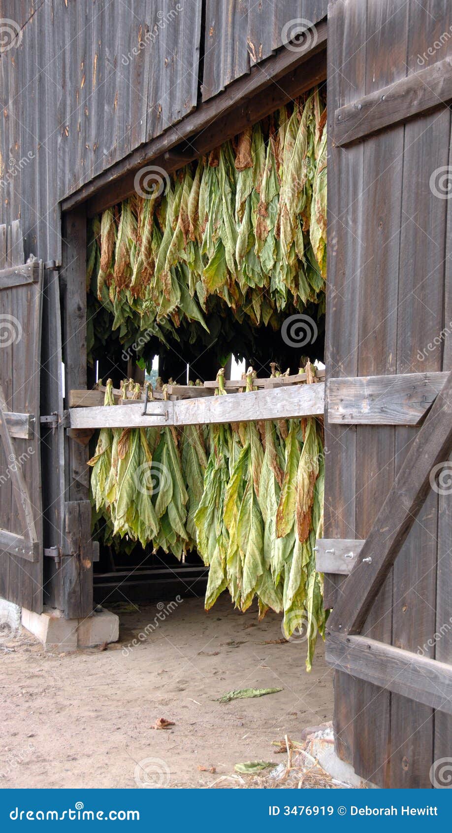 Shade Tobacco Drying in Barn Stock Image - Image of barn, outer: 3476919
