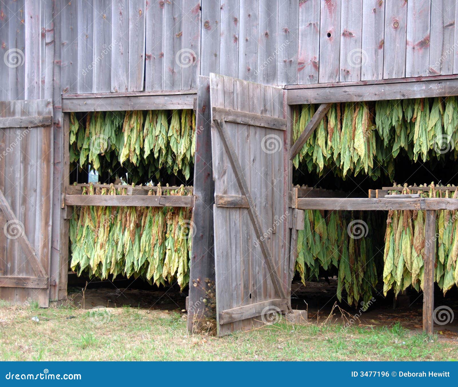 Shade Tobacco Drying In Barns Royalty-Free Stock Photography ...