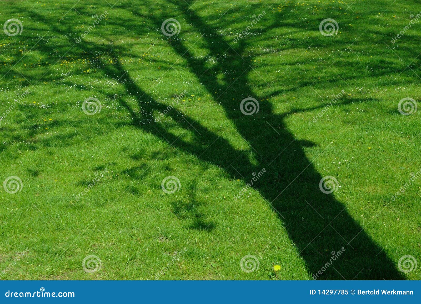 Shade of tree stock image. Image of leaf, flower, trunk - 14297785