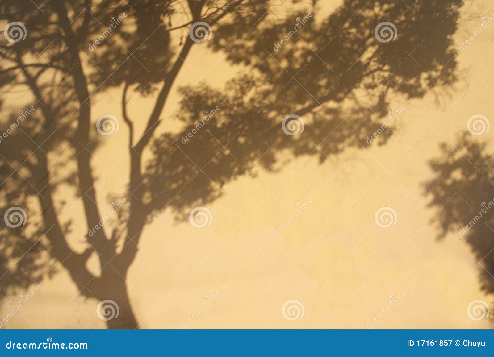 Shade tree stock image. Image of wood, spot, branches - 17161857