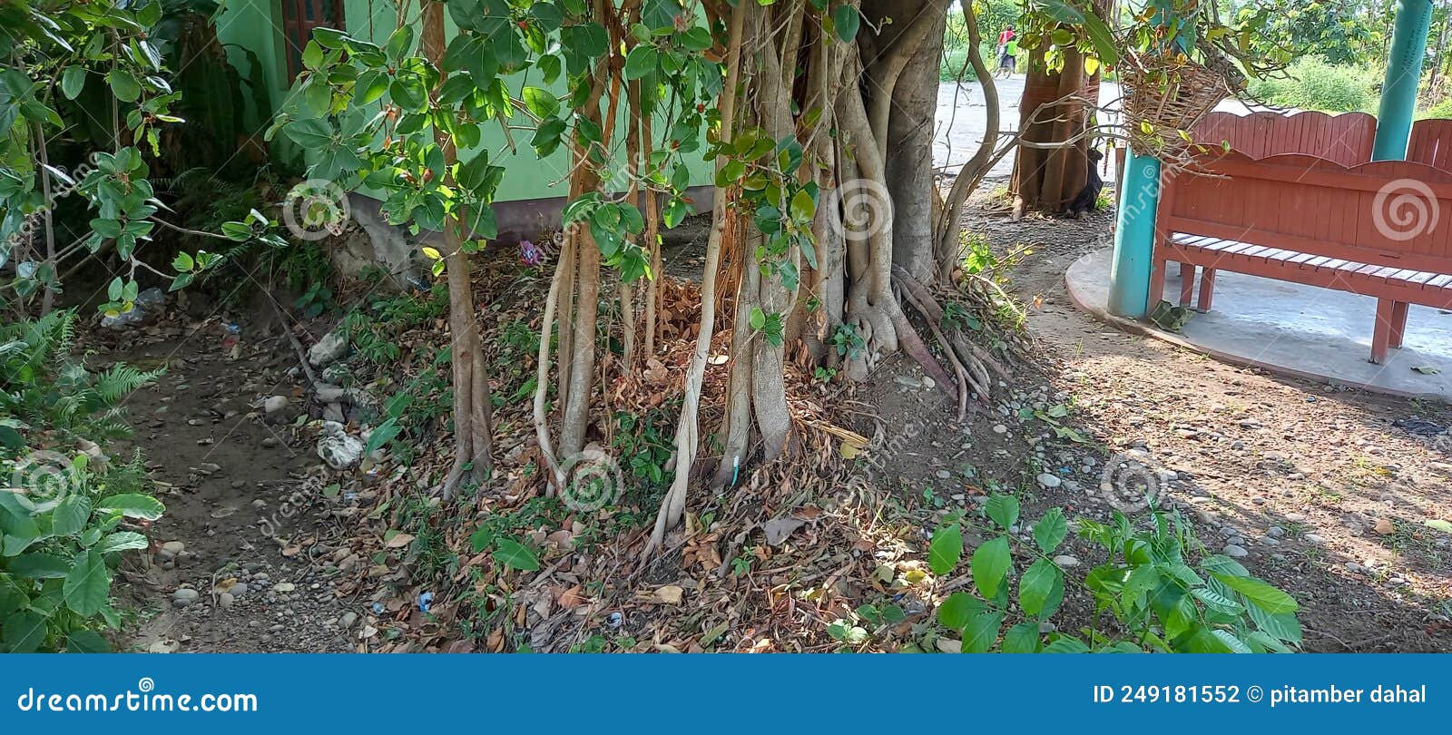 Shade at tree stock photo. Image of agriculture, forest - 249181552