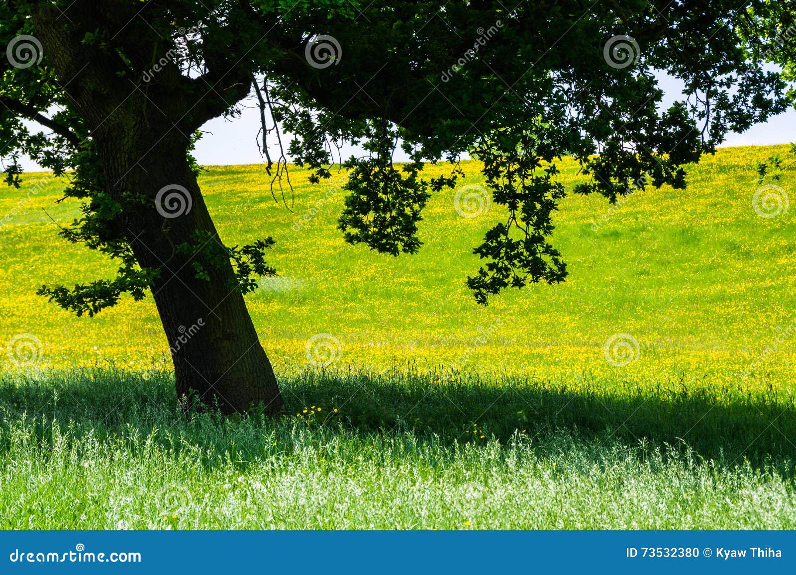 Shade of Tree Against Summer Landscape Stock Photo - Image of ...