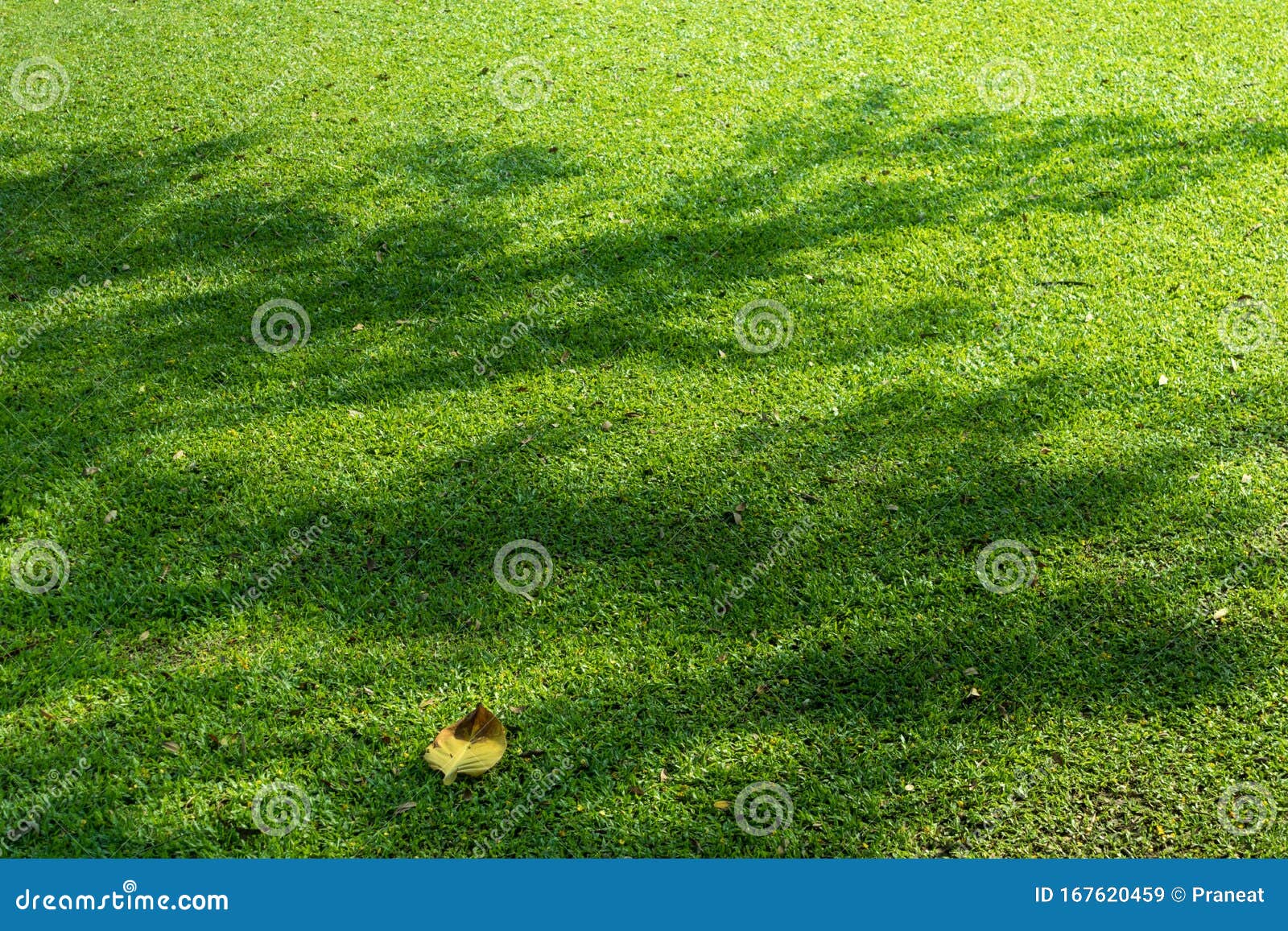 Shade of a tree branches stock image. Image of dirt - 167620459