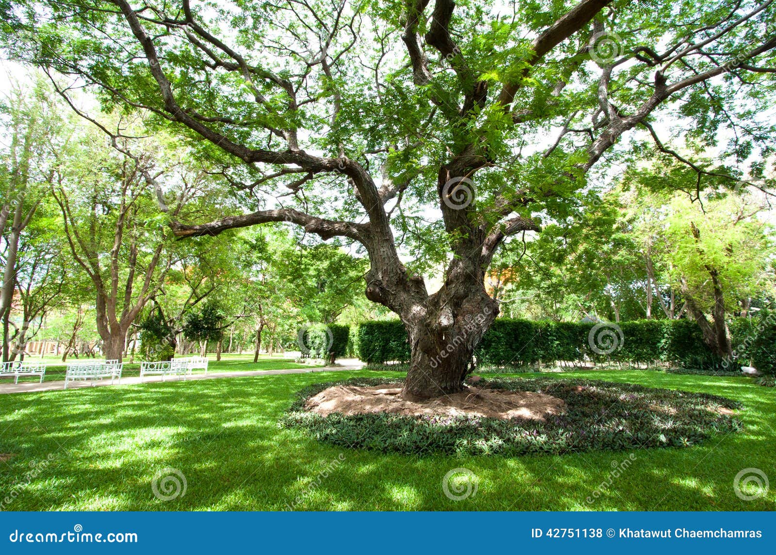 Shade from tree stock photo. Image of forest, nature - 42751138