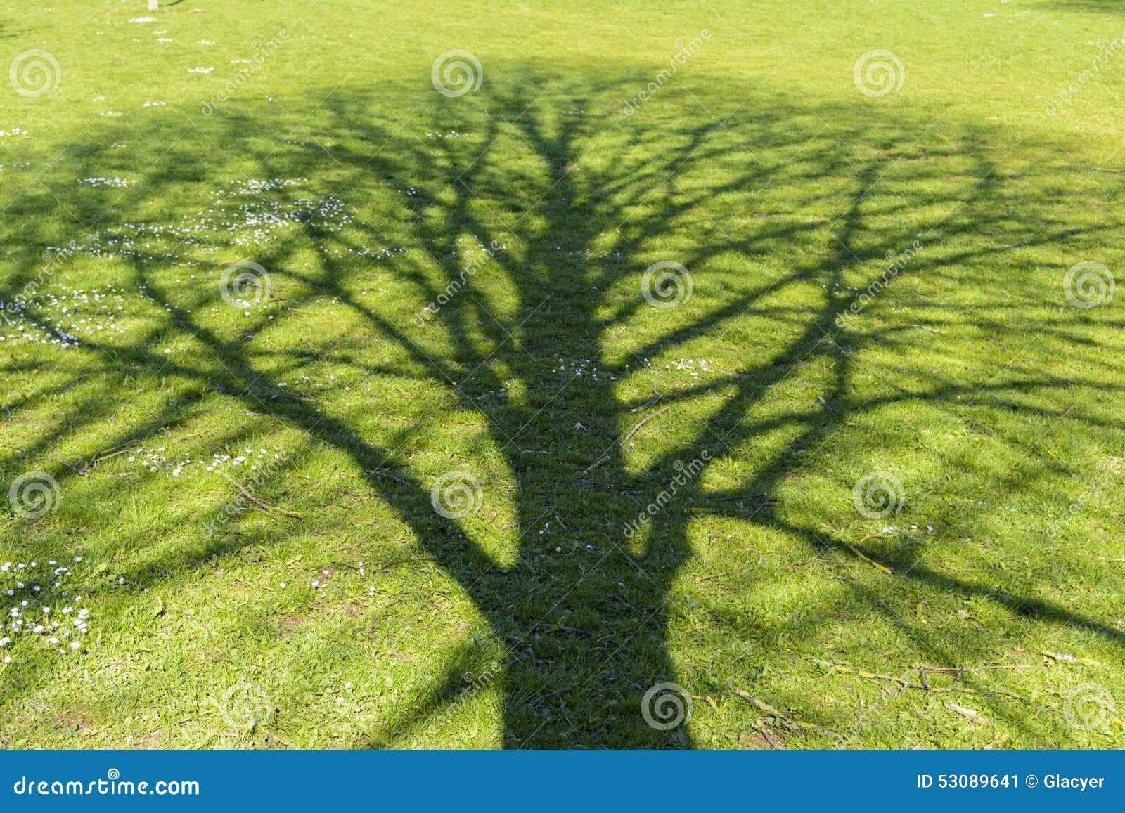 Shade tree stock image. Image of meadow, design, leafage - 53089641