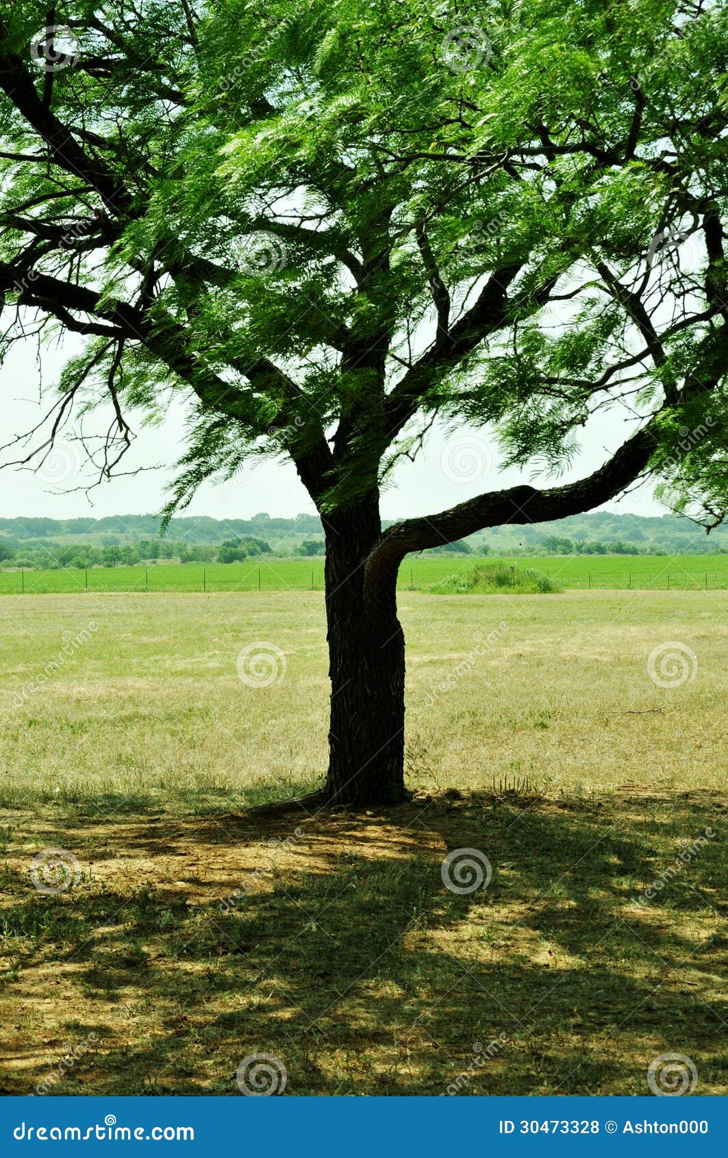Shade Of Tree Silhouette On A Snow Royalty-Free Stock Image ...