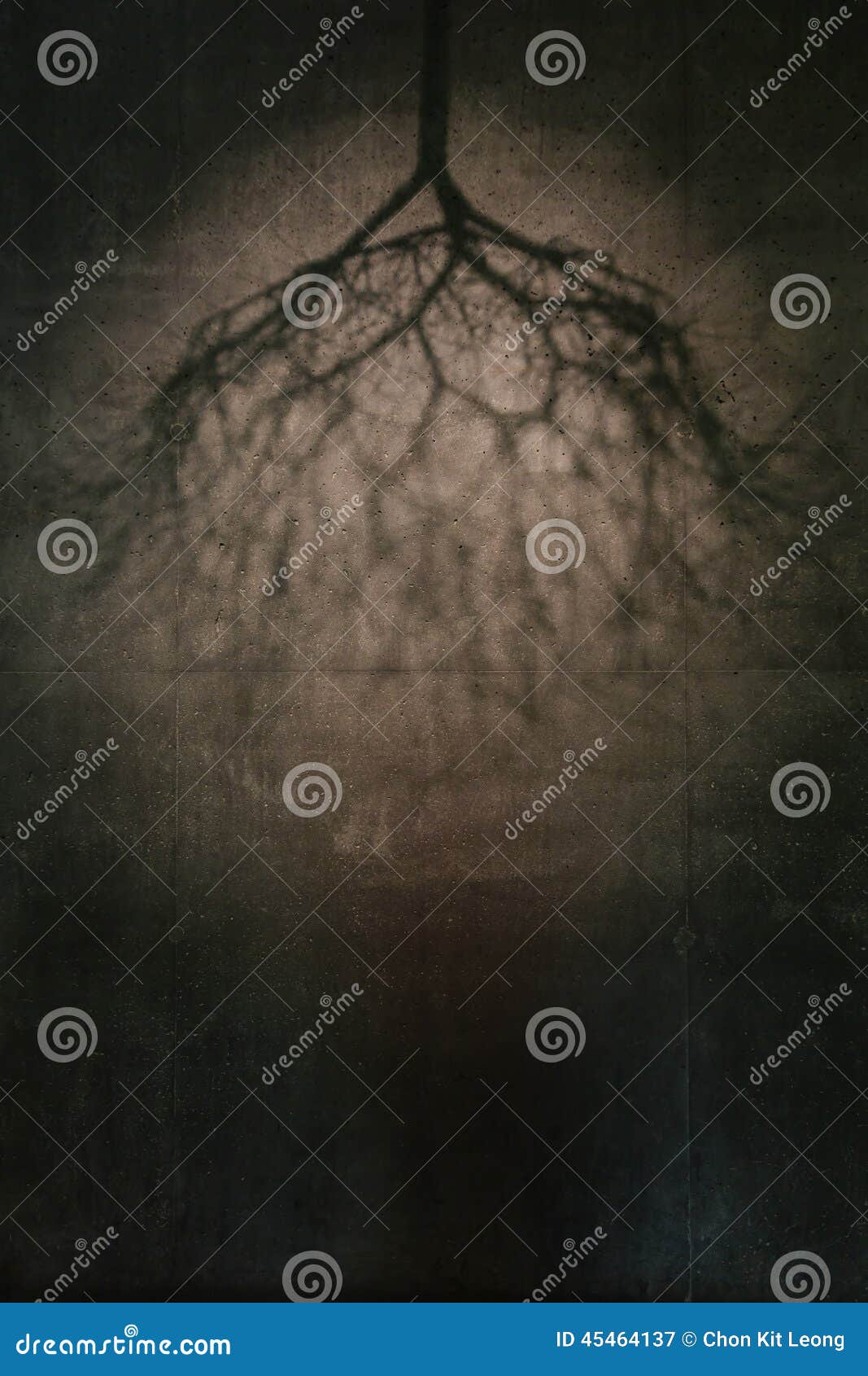 Shade stock image. Image of wall, nature, tree, shade - 45464137