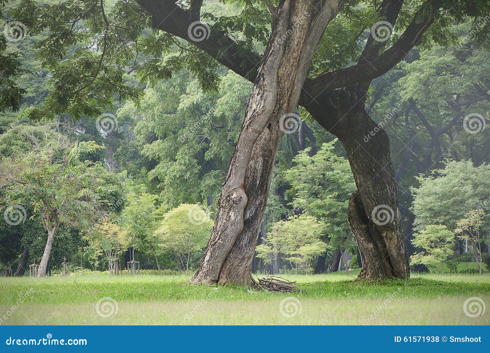 Shade tree in the park stock photo. Image of seasonal - 61571938