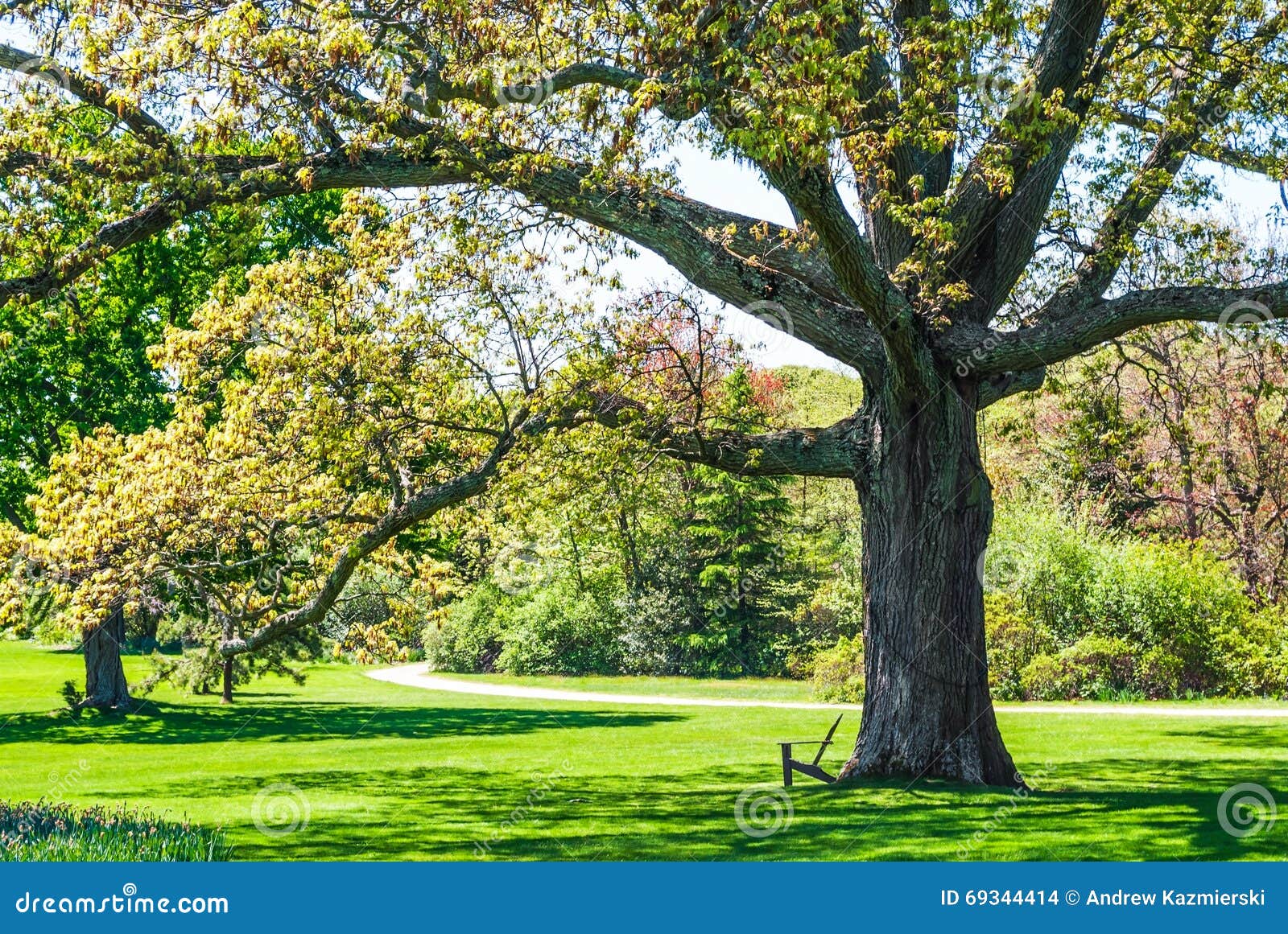 Shade Of Tree Stock Image | CartoonDealer.com #14332999