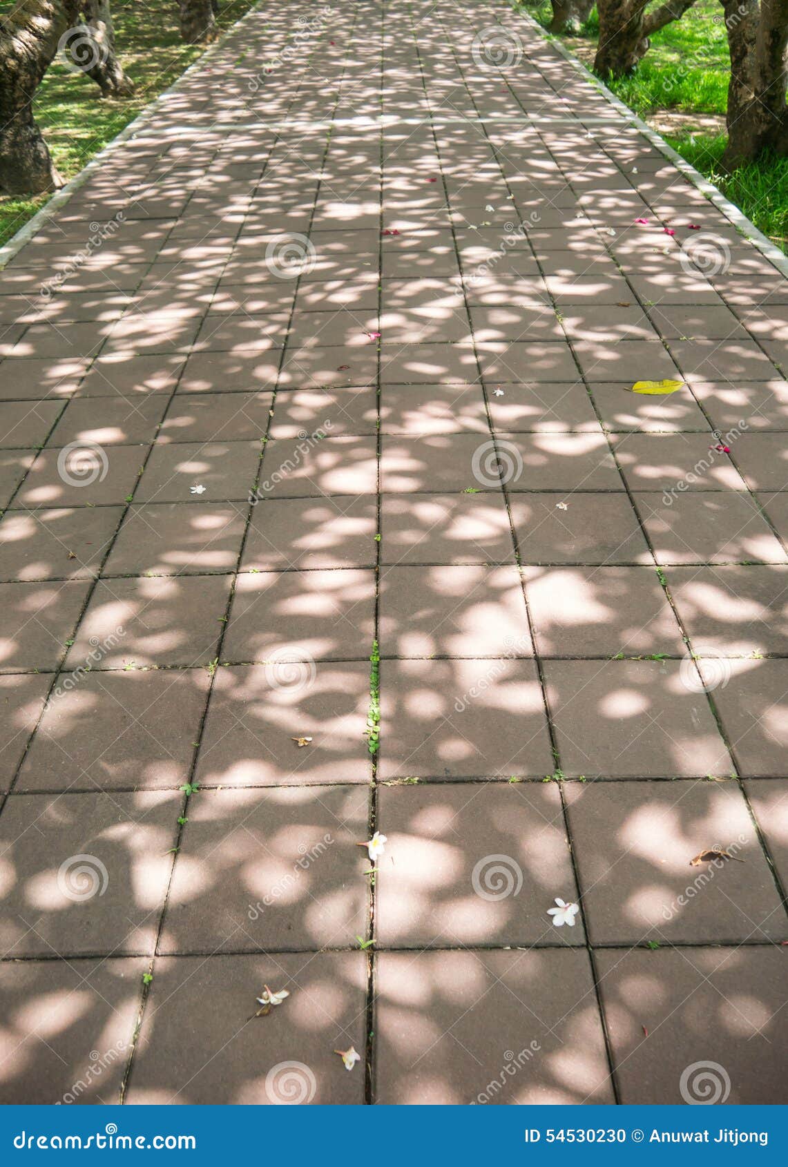 Shade of tree stock photo. Image of shade, pathway, daylight - 54530230