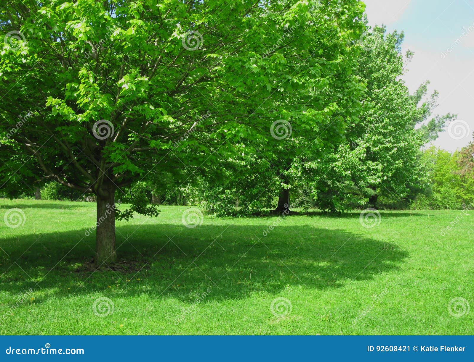 Shade Of Tree Stock Image | CartoonDealer.com #14332999