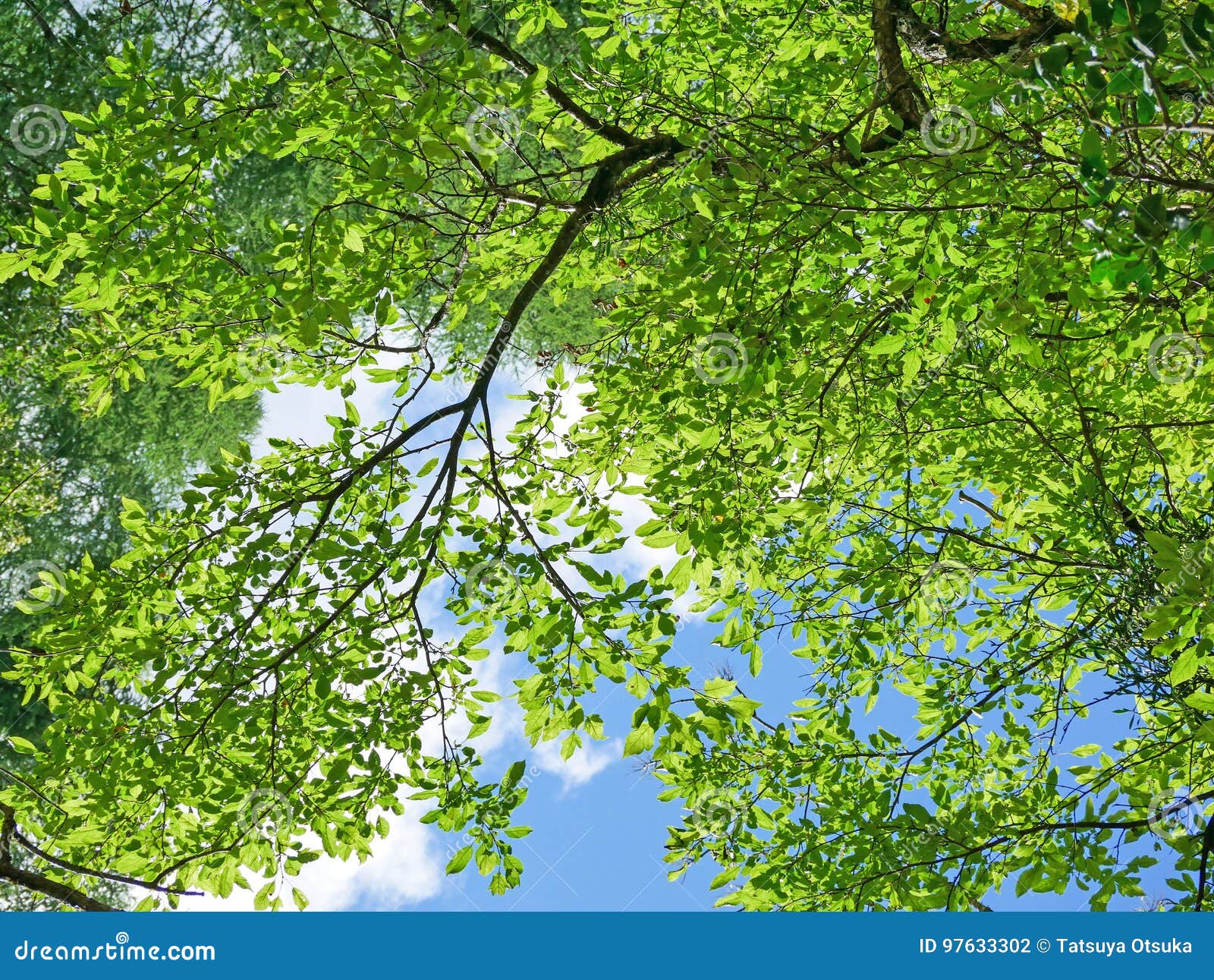 The shade of a tree stock photo. Image of resting, shade - 97633302