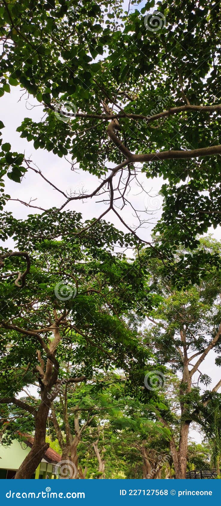 Shade Tree on the Side of the Road Stock Photo - Image of side, produce ...