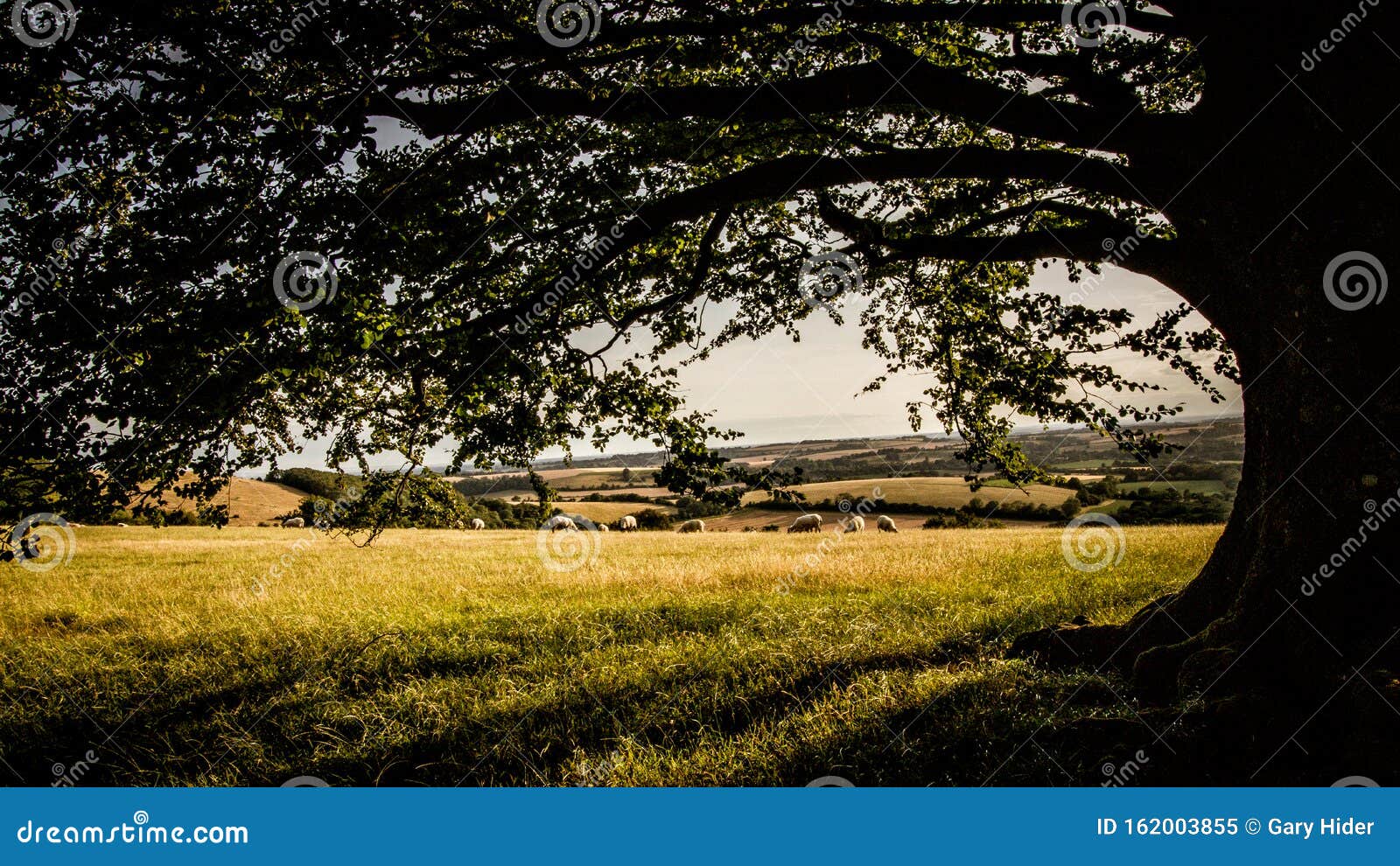 In the Shade of a Tree during Spring in the English Countryside Stock ...