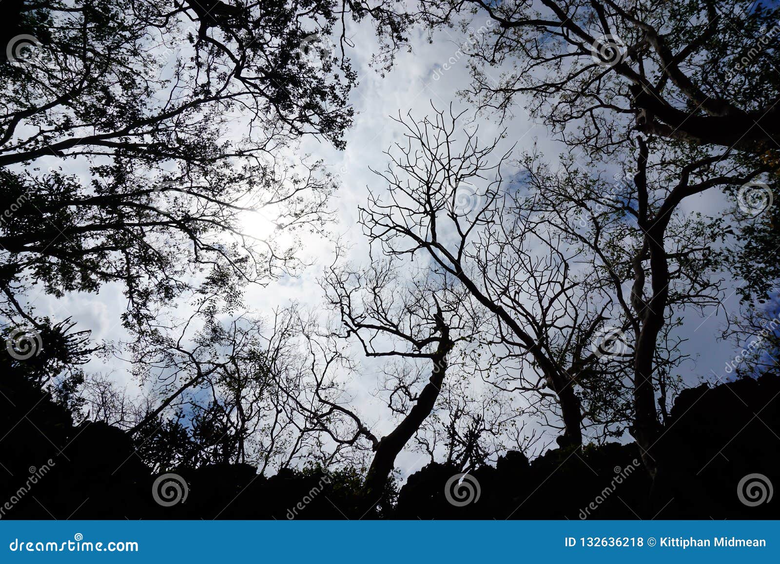 Shade tree stock photo. Image of branch, trunk, beautiful - 132636218