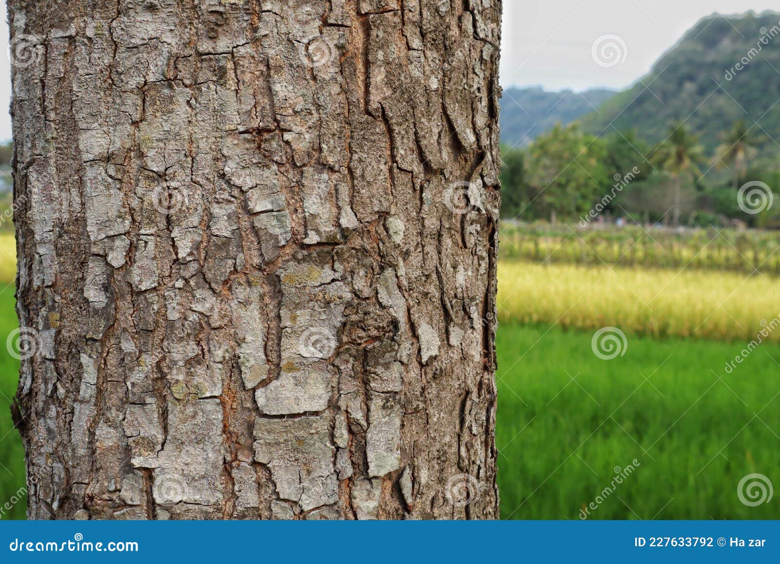 Shade Tree Trunks that Usually Grow by the Roadside. Stock Photo ...