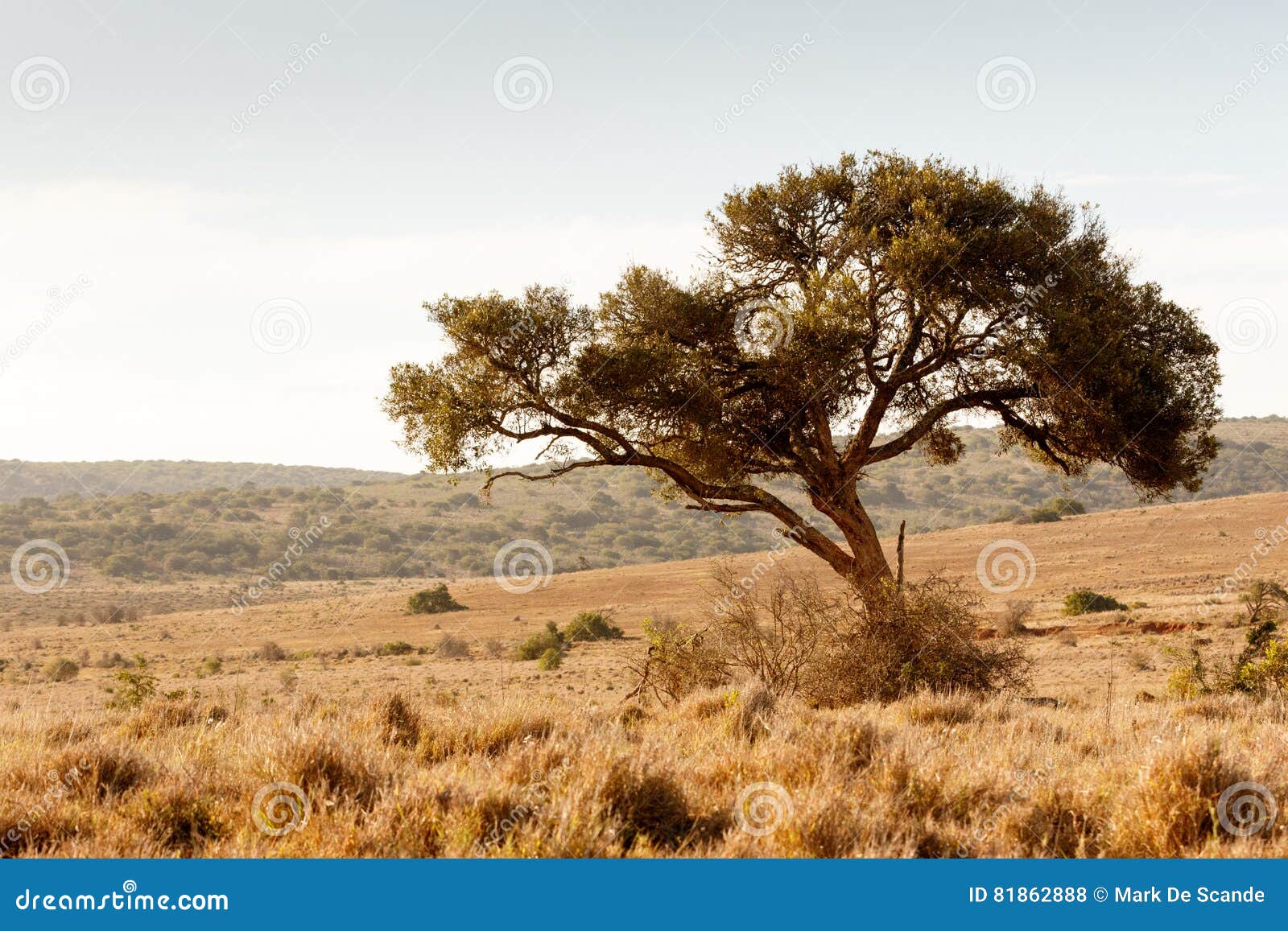 The Shade Tree for the Wild Animals Stock Photo - Image of landscape ...