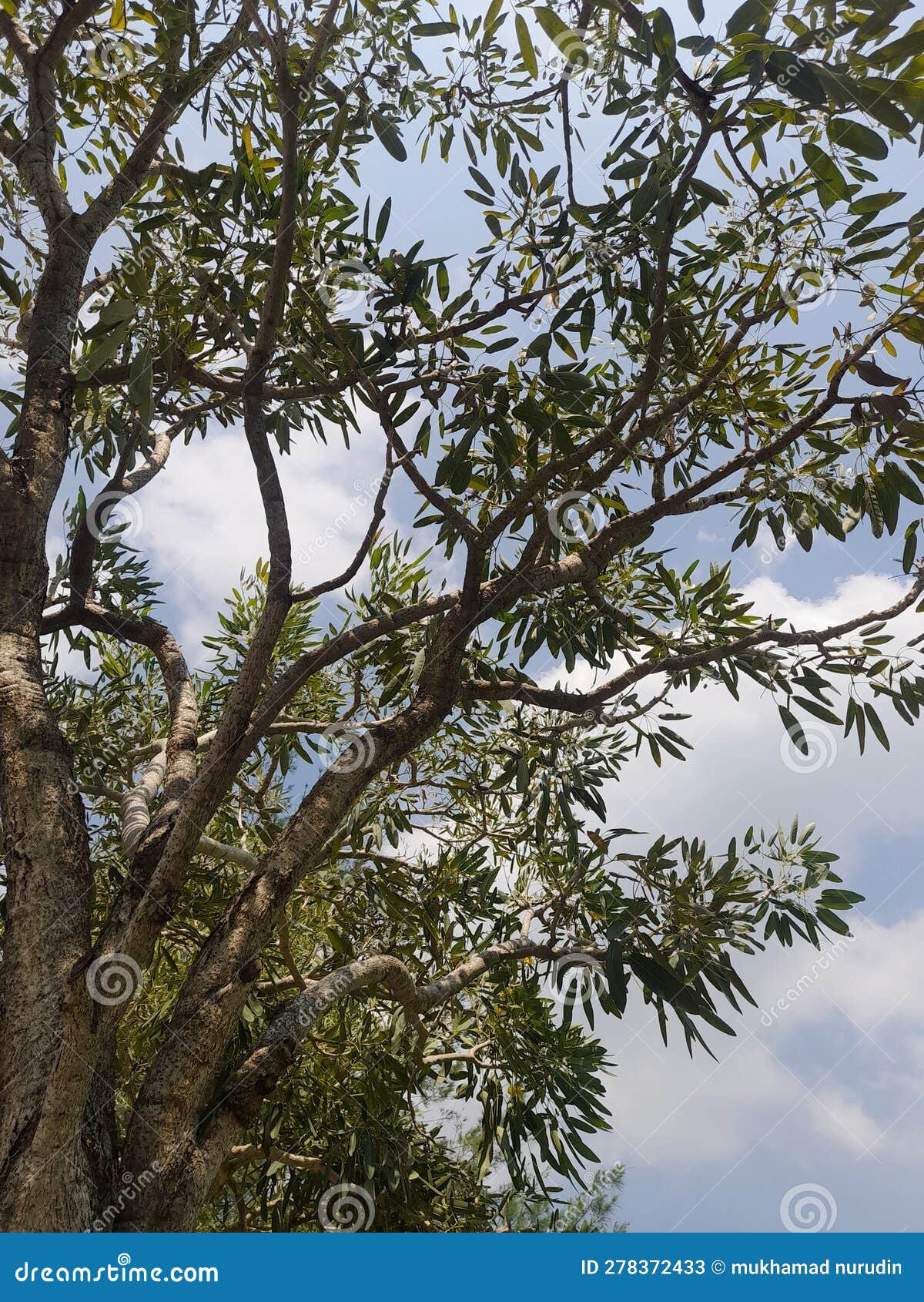 The Shade of the Tree Will Make the Area Cool Stock Image - Image of ...