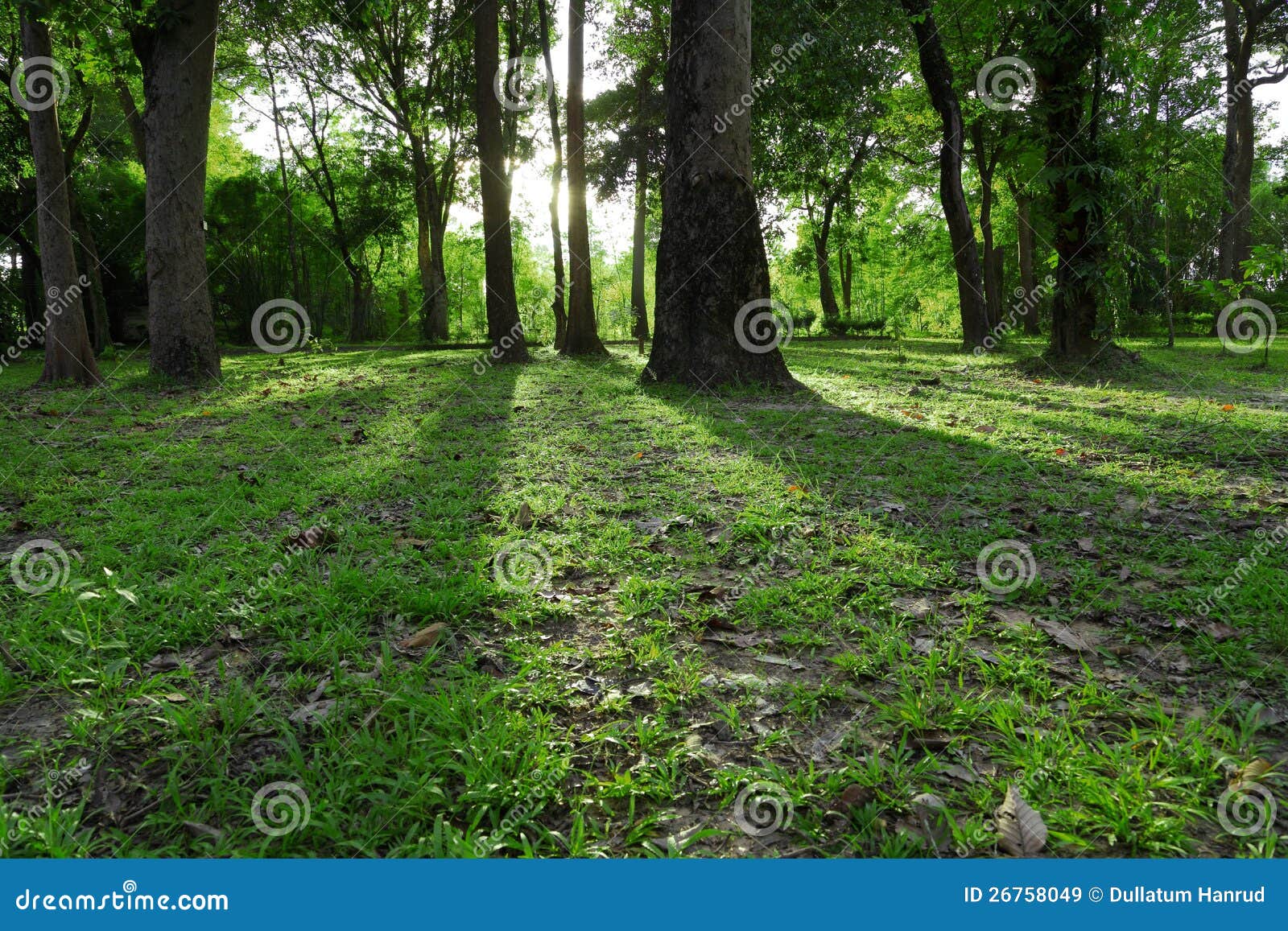 Shade trees. stock image. Image of glow, foggy, dawn - 26758049