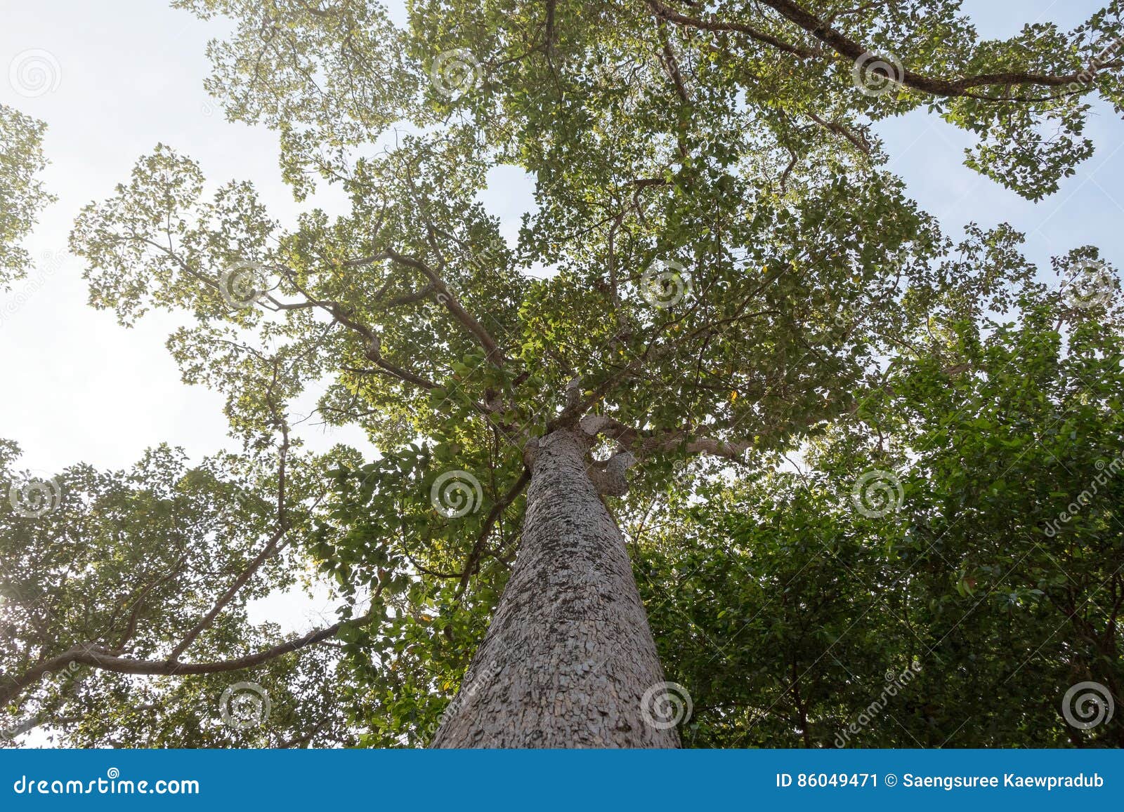 Shade trees stock image. Image of green, forest, shape - 86049471