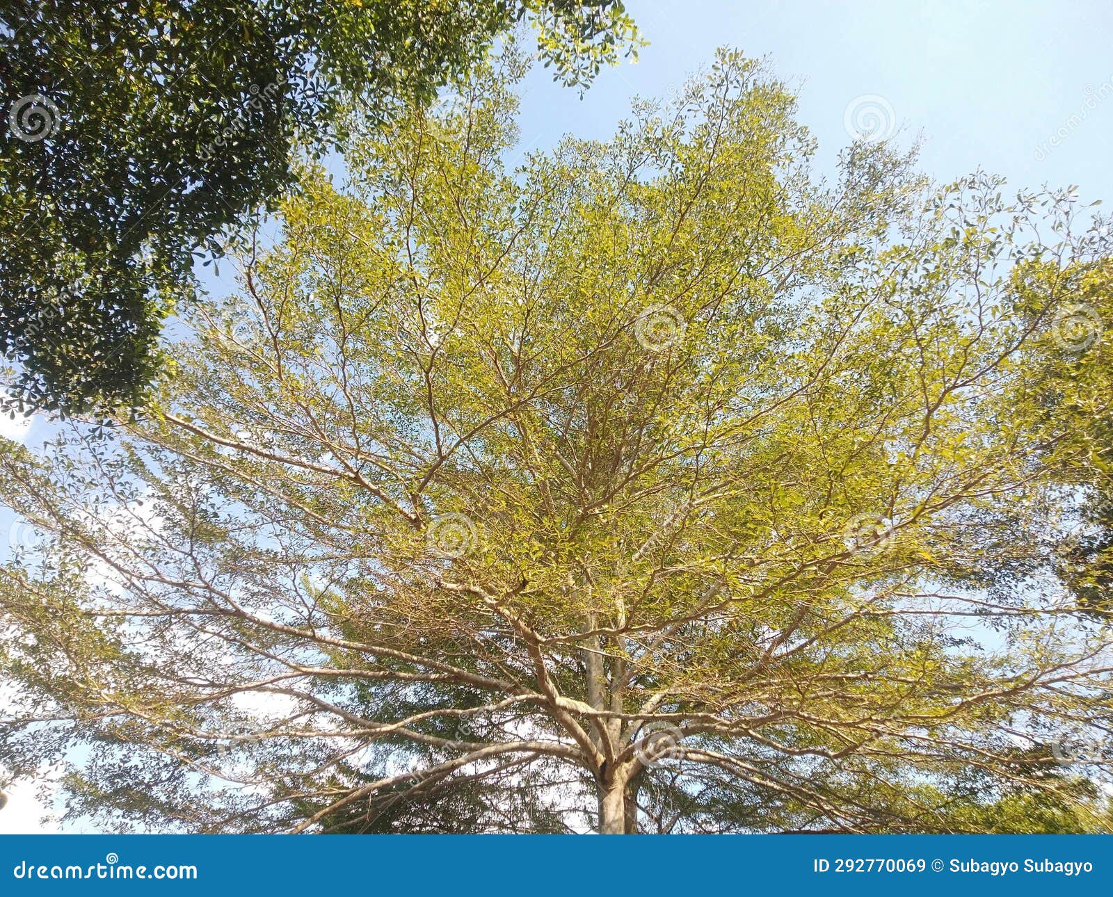 Shade Trees in City Park Areas Stock Image - Image of flower, sunlight ...
