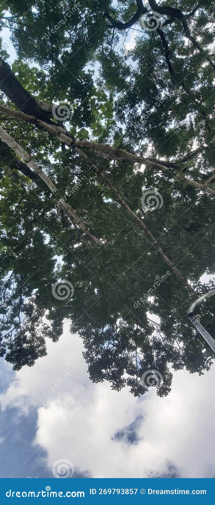 The Shade of the Trees in the Forest Stock Image - Image of shade ...