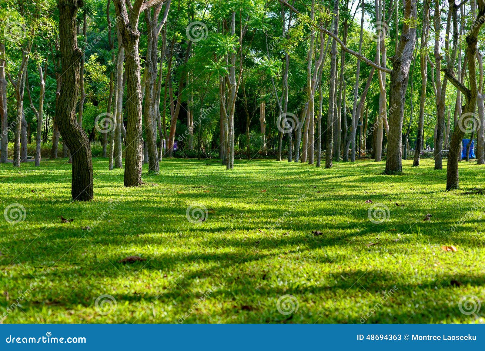 Shade Trees And Photosynthesis. Stock Image | CartoonDealer.com #157677427