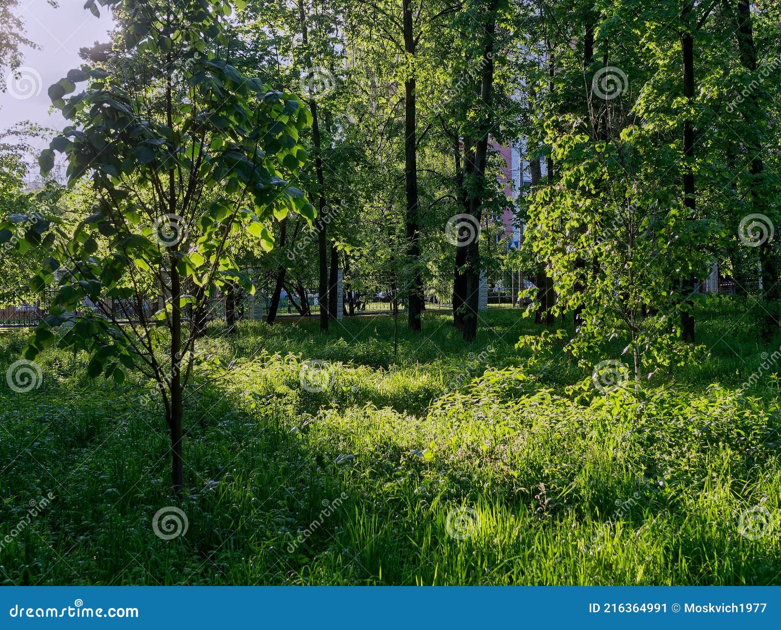 Shade from the Trees in the Park after the Rain Stock Image - Image of ...