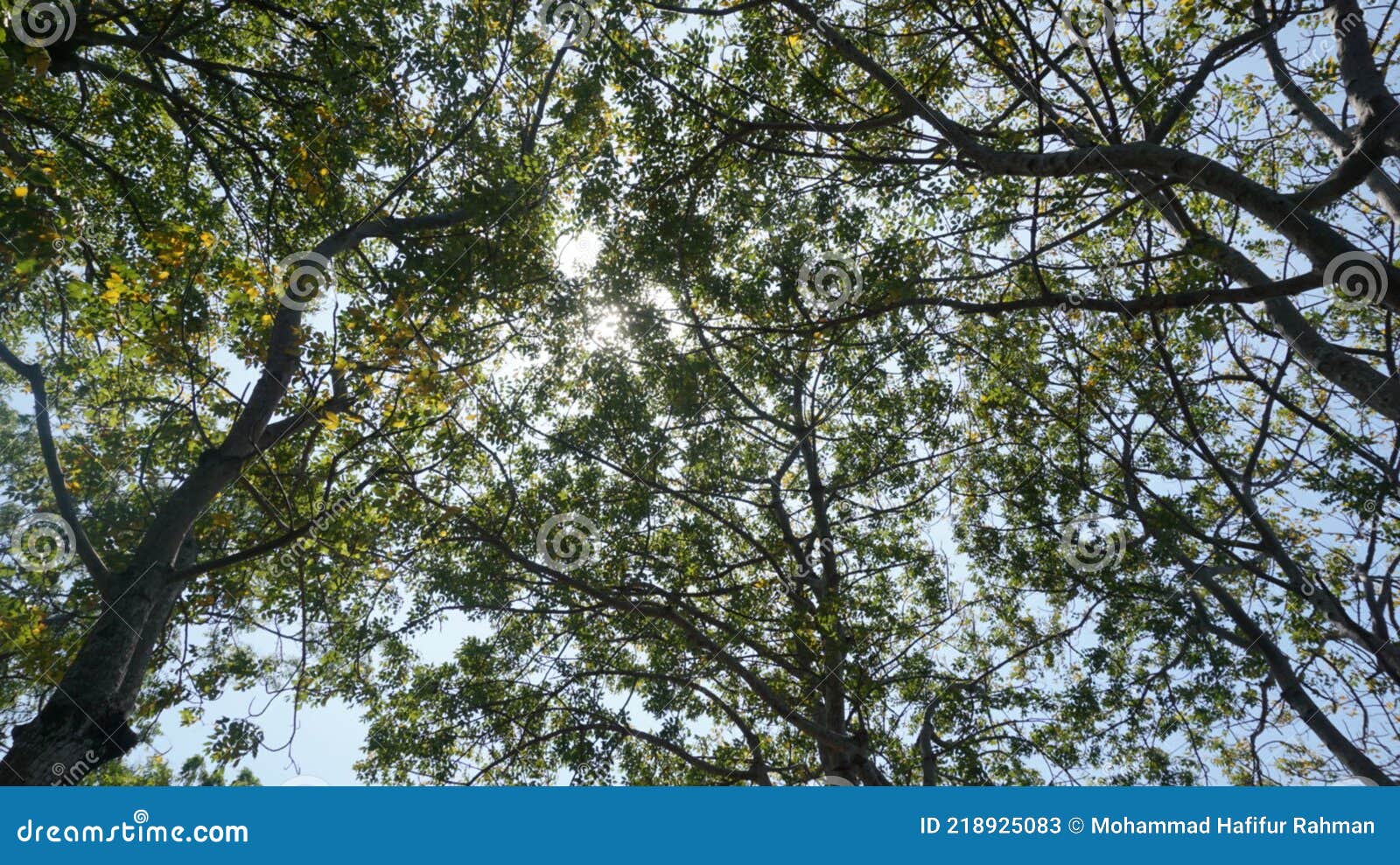 Shade Trees Protect Us from the Hot Sun Stock Image - Image of branch ...