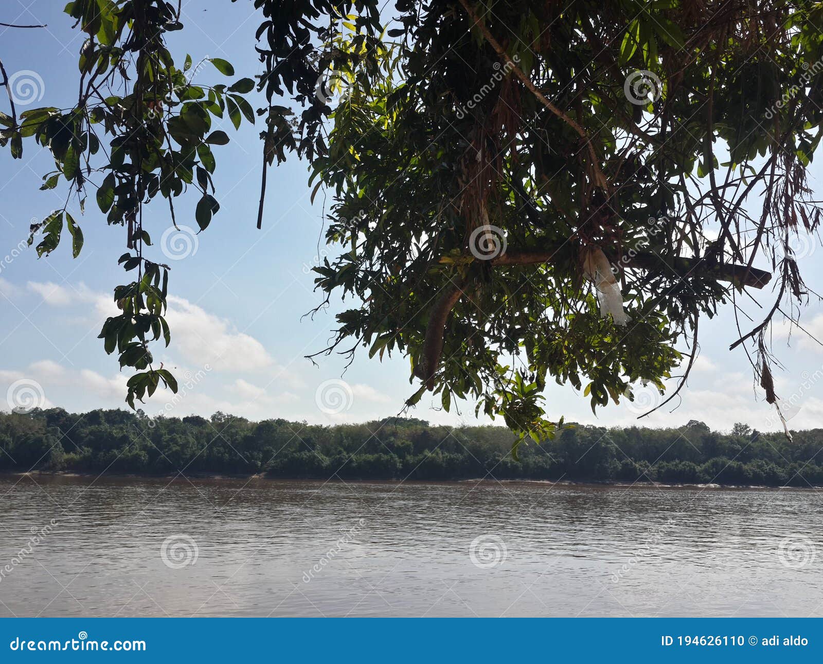 Shade of Trees by the River Stock Photo - Image of river, trees: 194626110