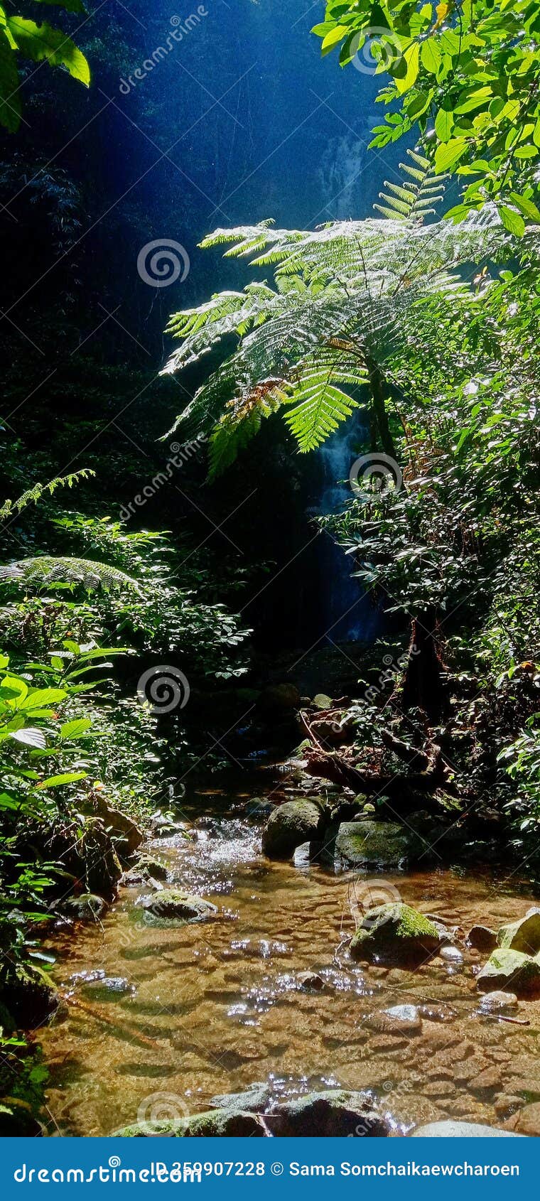 Shade Trees, Streams Flowing through Rocks. the Abundance of Forests ...