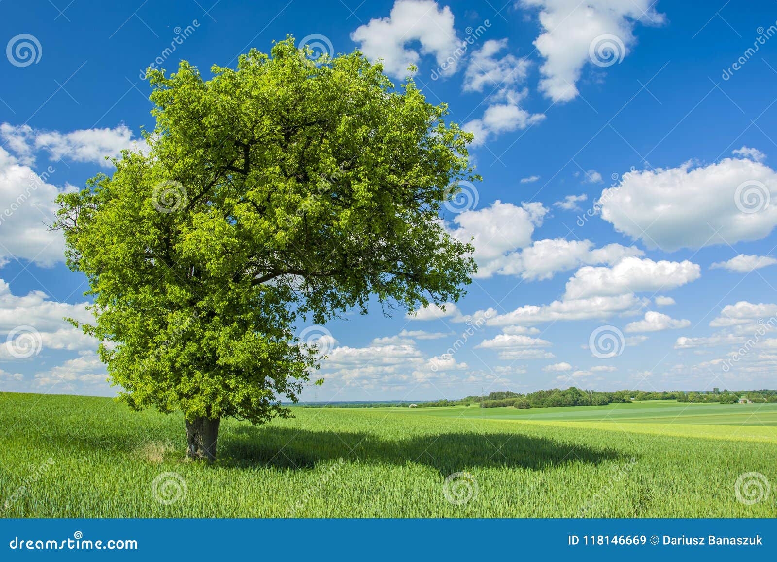 Shade Under a Large Tree in the Field Stock Image - Image of horizon ...