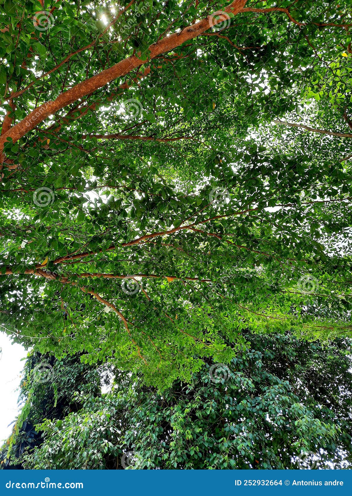 Shade under a shady tree stock photo. Image of sunshine - 252932664