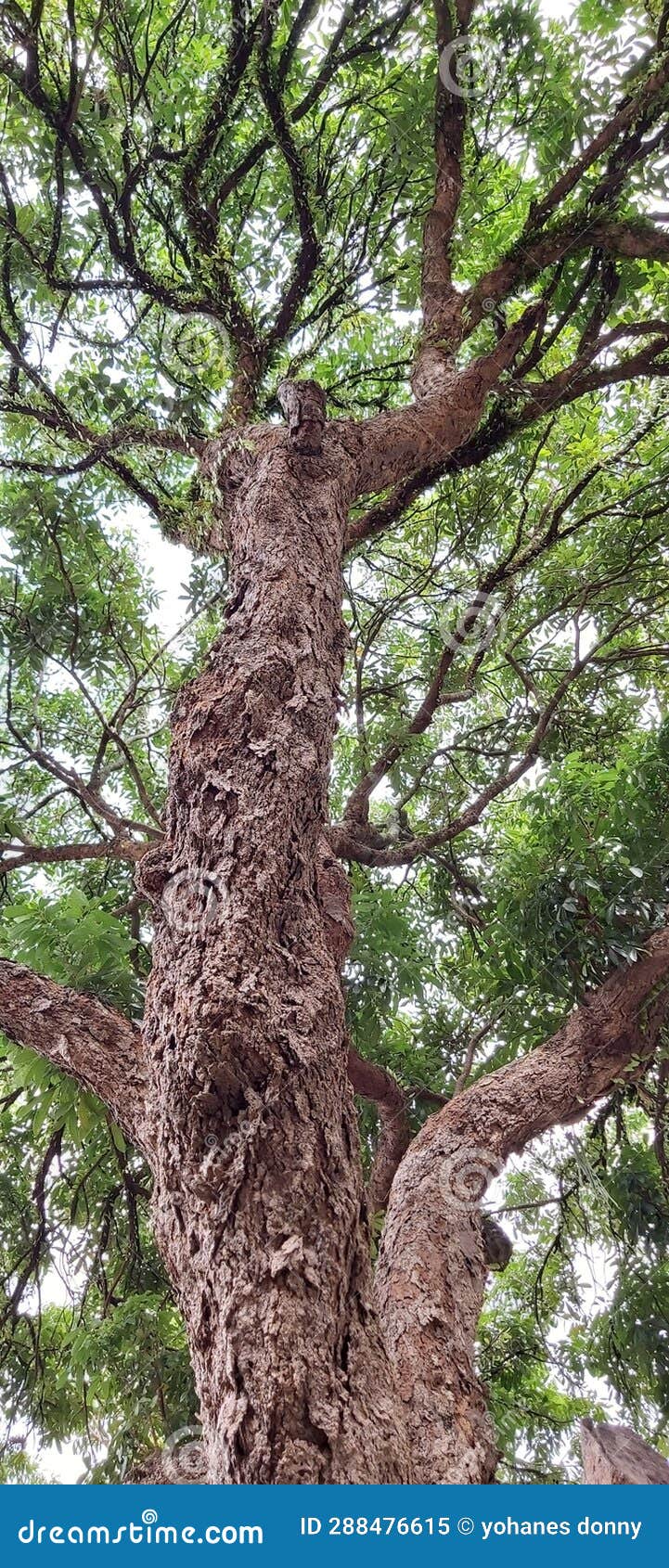 Shade under the tree stock image. Image of tree, nature - 288476615