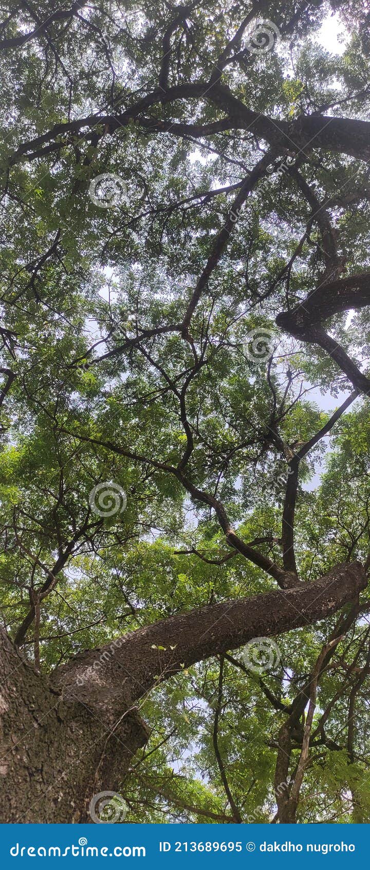 Shade Under Under the Tree at Noon Stock Image - Image of shade, noon ...