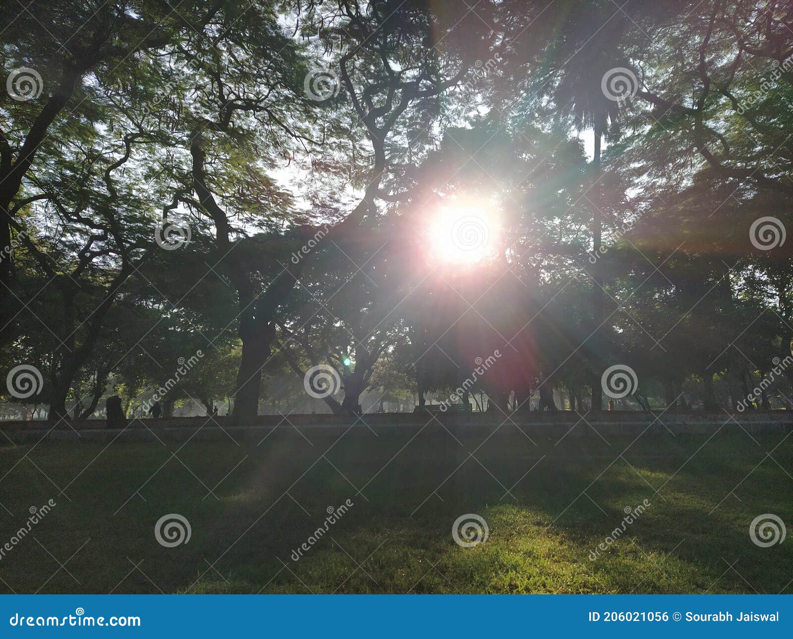 Shade under the trees stock photo. Image of light, tree - 206021056