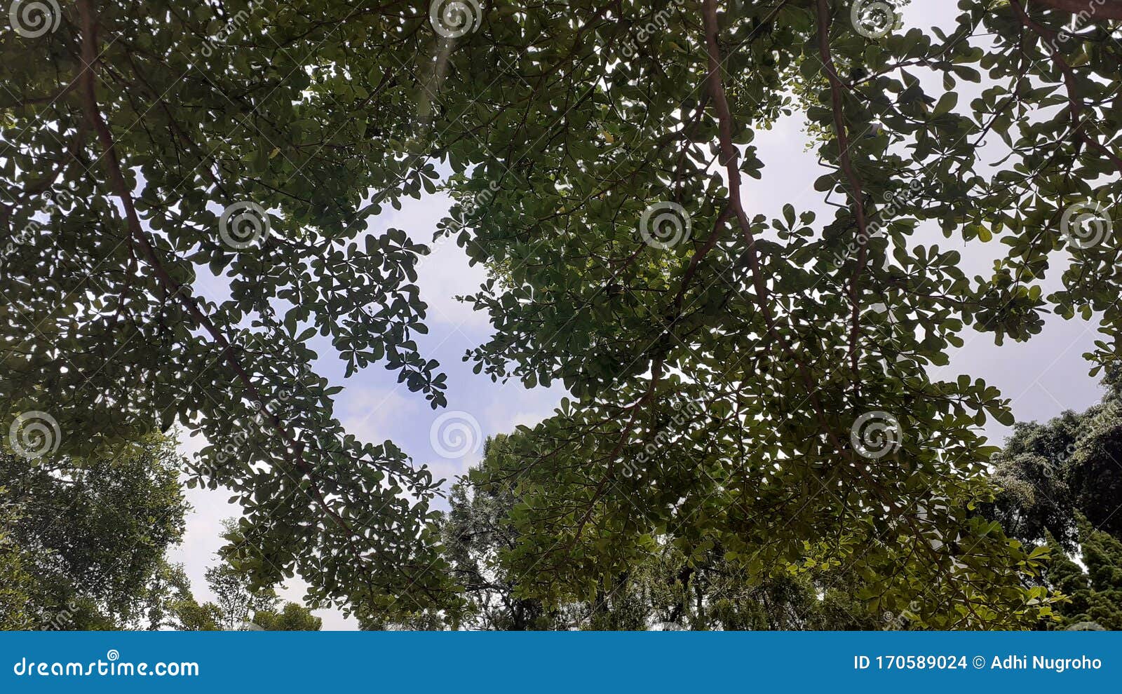 Shaded by canopy of trees stock photo. Image of trees - 170589024