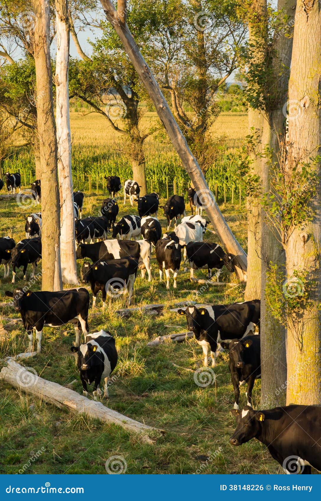 Shaded Cows stock photo. Image of animal, cows, agriculture - 38148226