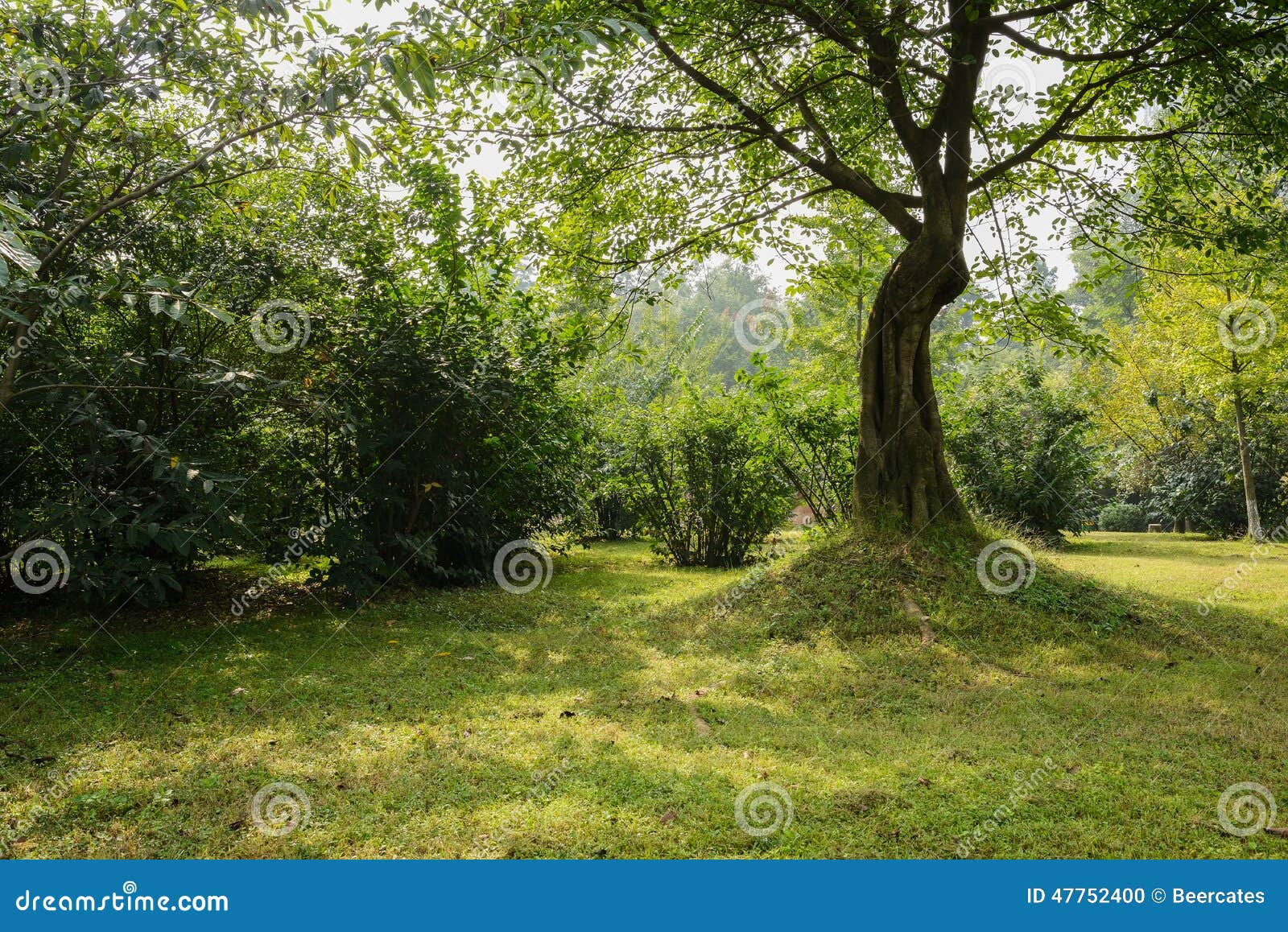 Shaded Grassy Lawn Under Aged Tree on Sunny Day Stock Photo - Image of ...