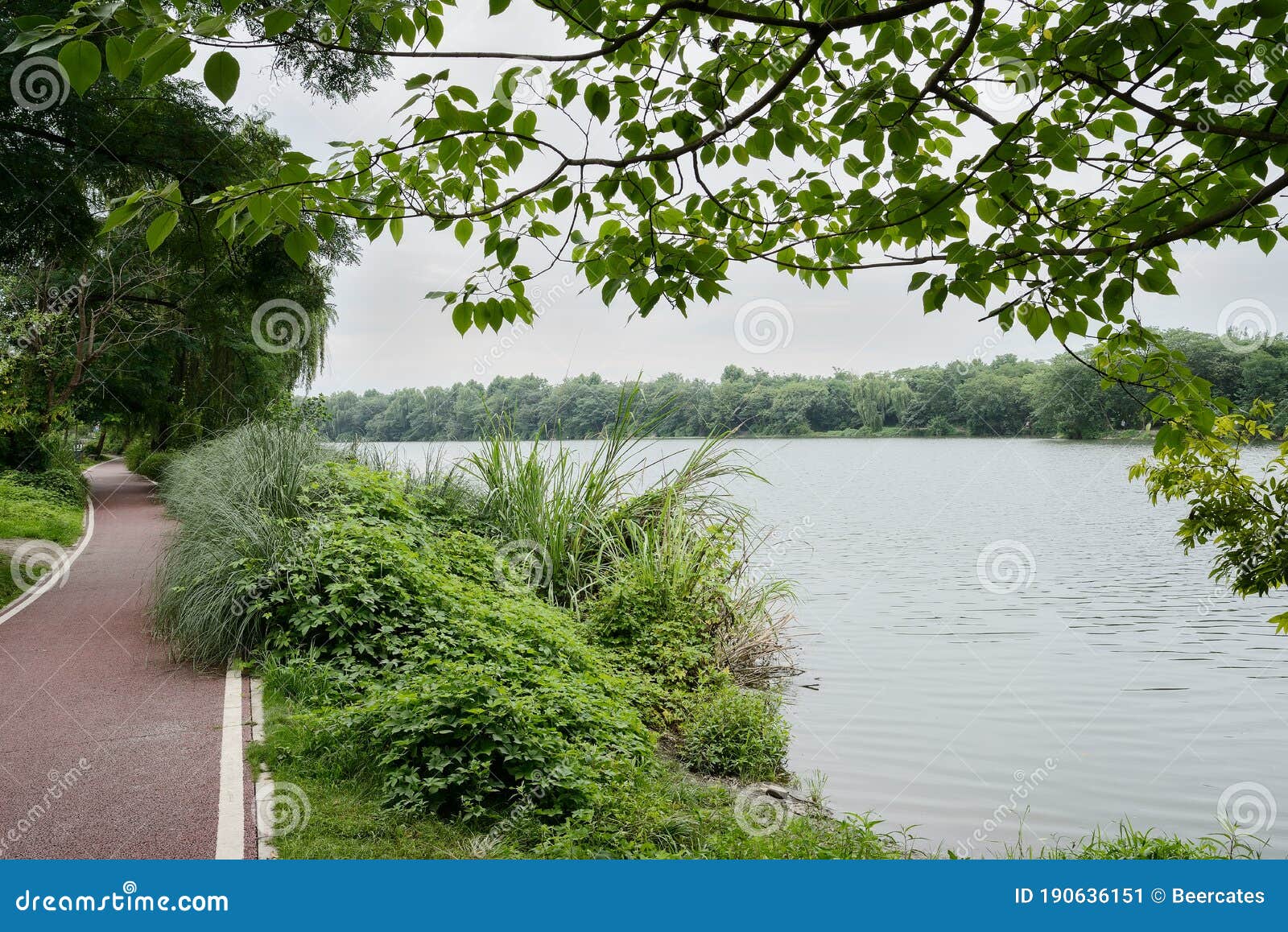 Shaded Lakeside Path in Cloudy Summer Stock Image - Image of chengdu ...