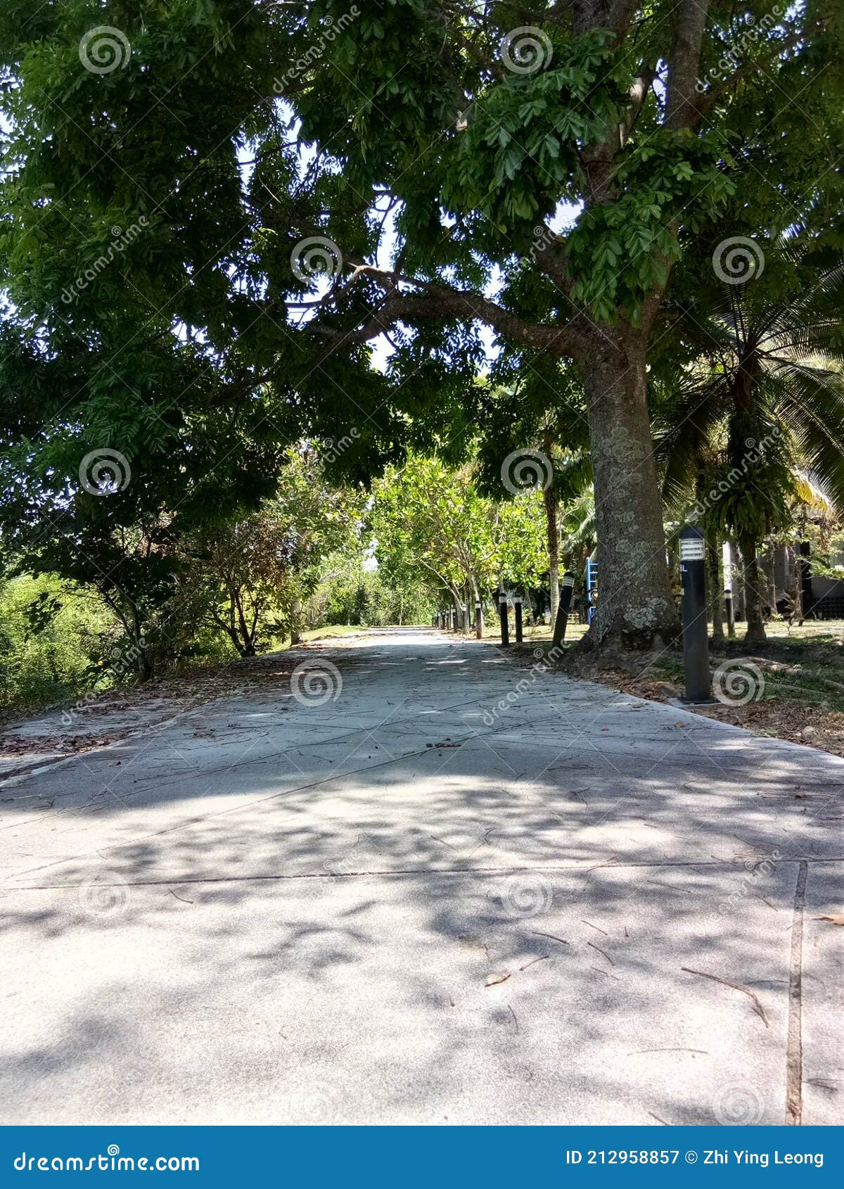 Shaded Pathway In Sequoia National Park Royalty-Free Stock Photo ...