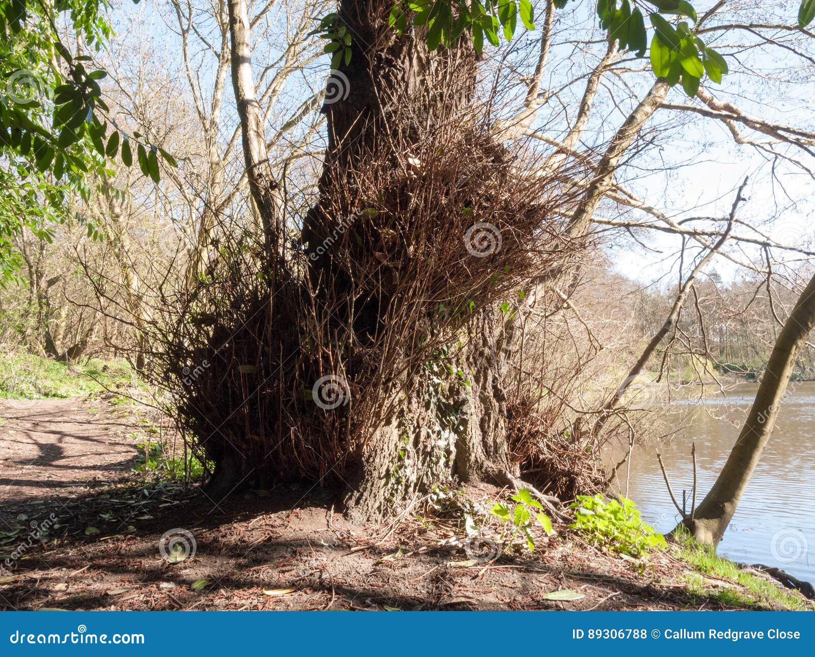 A Shaded and Lit Tree Next To a River Stock Photo - Image of black ...